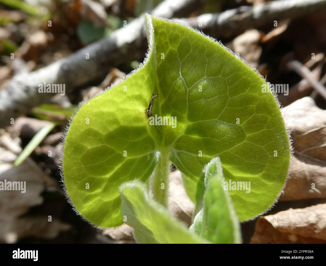 Canadian wild ginger (Asarum canadense Stock Photo - Alamy