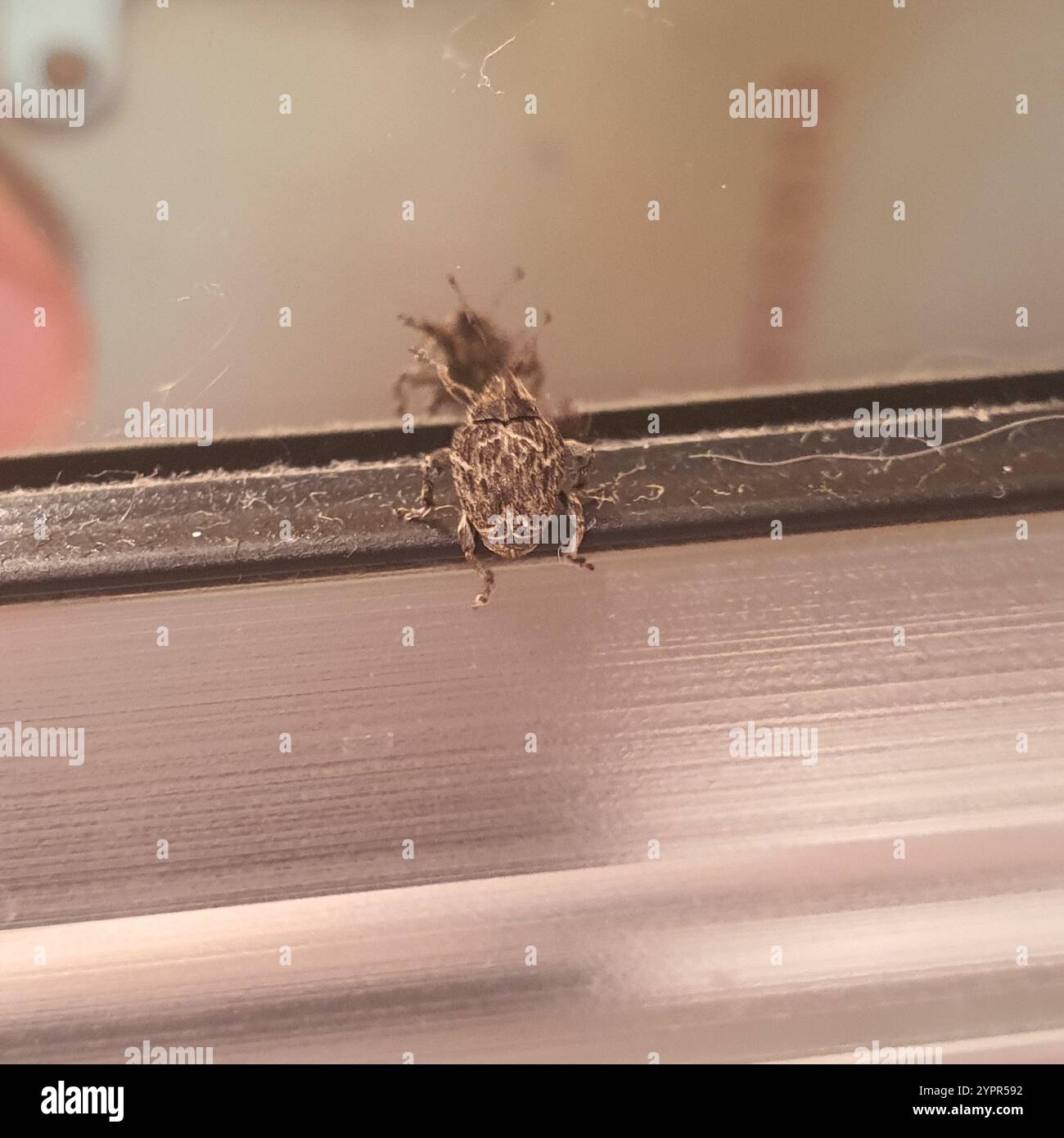 map weevil (Mogulones geographicus Stock Photo - Alamy