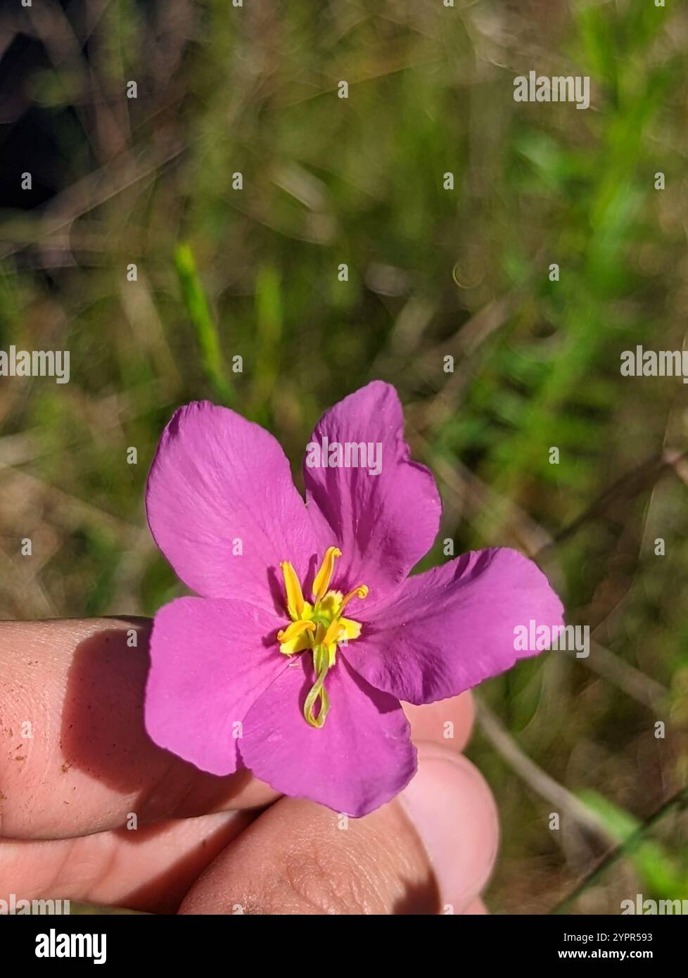 Largeflower Rose Gentian (Sabatia grandiflora Stock Photo - Alamy