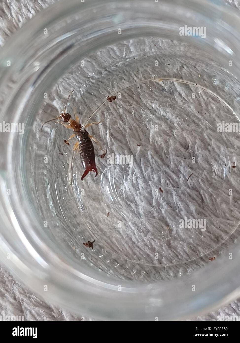 Euborellia annulipes hi-res stock photography and images - Alamy