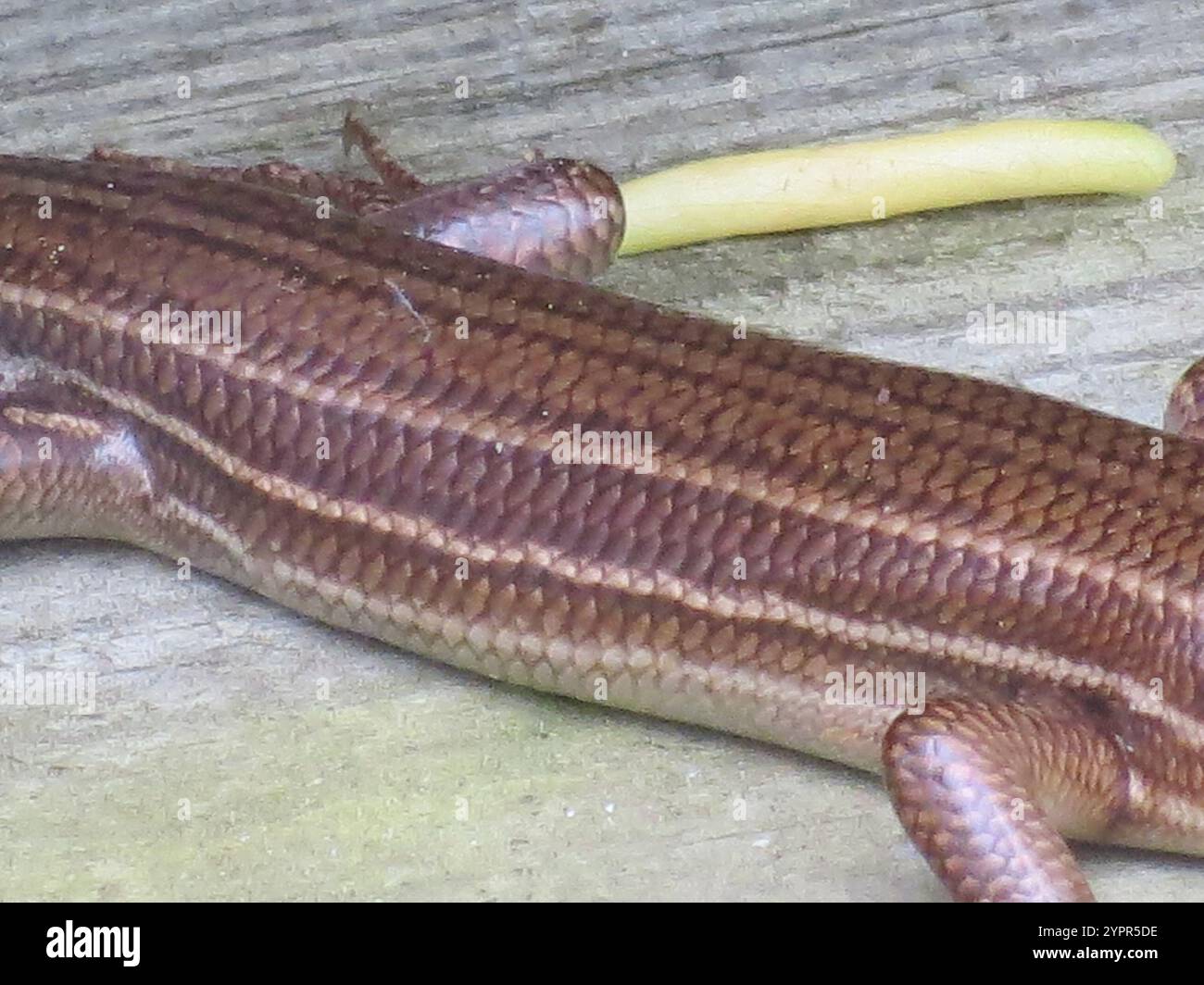 Broad-headed Skink (Plestiodon laticeps Stock Photo - Alamy