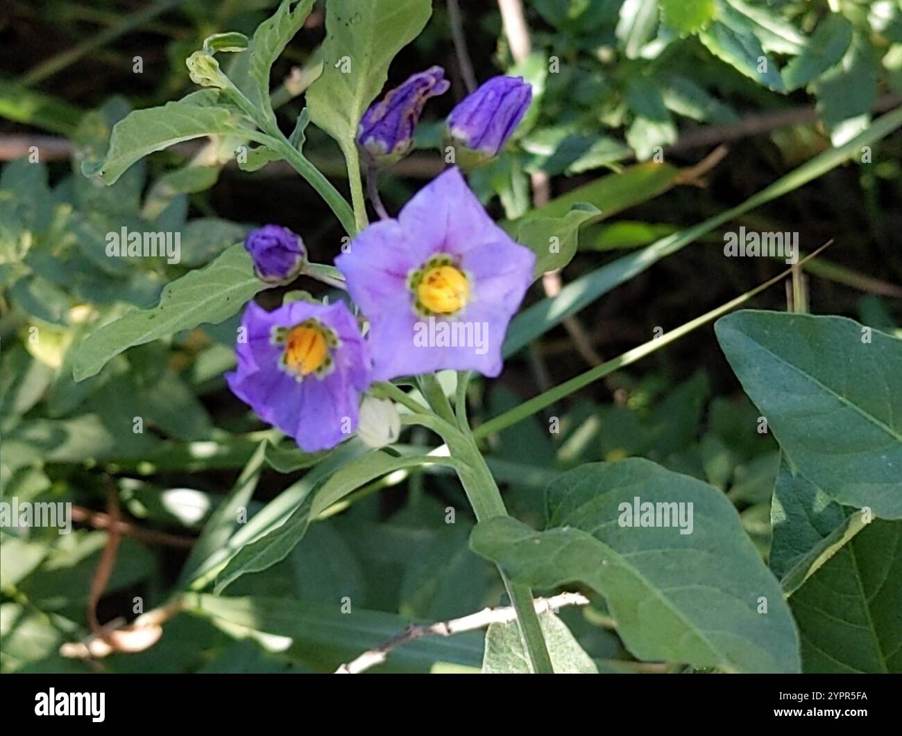 bluewitch nightshade (Solanum umbelliferum Stock Photo - Alamy
