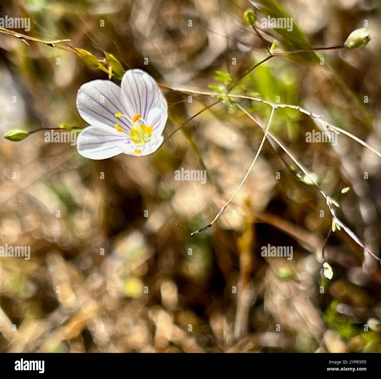 Flax-flowered Linanthus (Leptosiphon liniflorus Stock Photo - Alamy