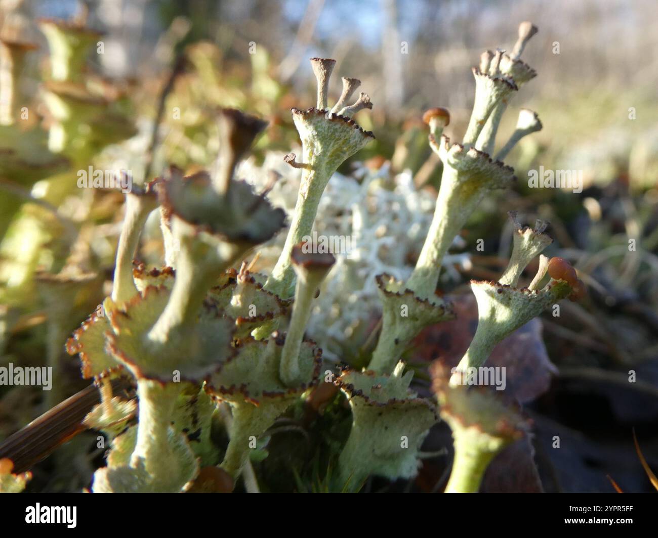Ladder lichen hi-res stock photography and images - Alamy