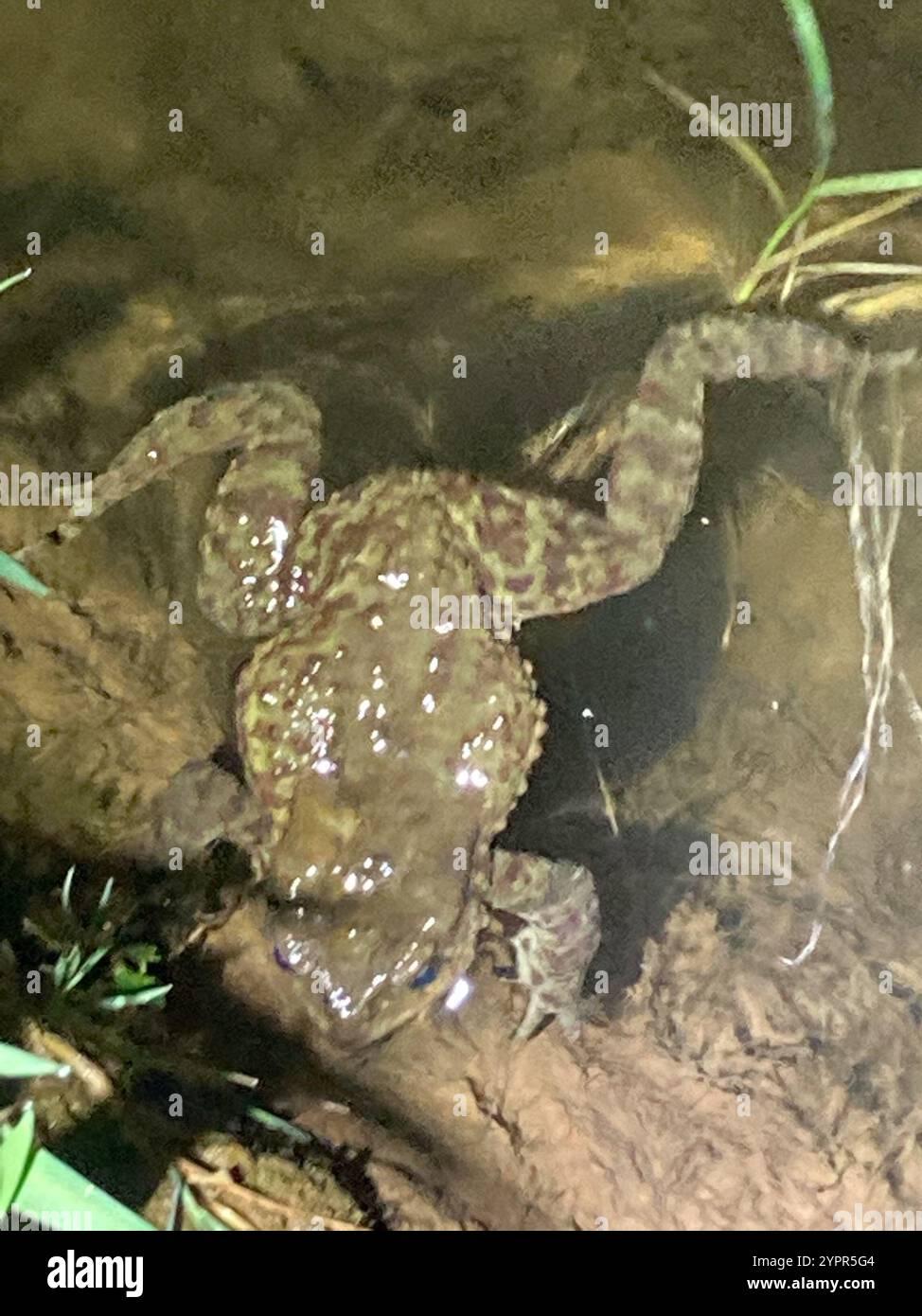 Himalayan Toad (Duttaphrynus himalayanus Stock Photo - Alamy