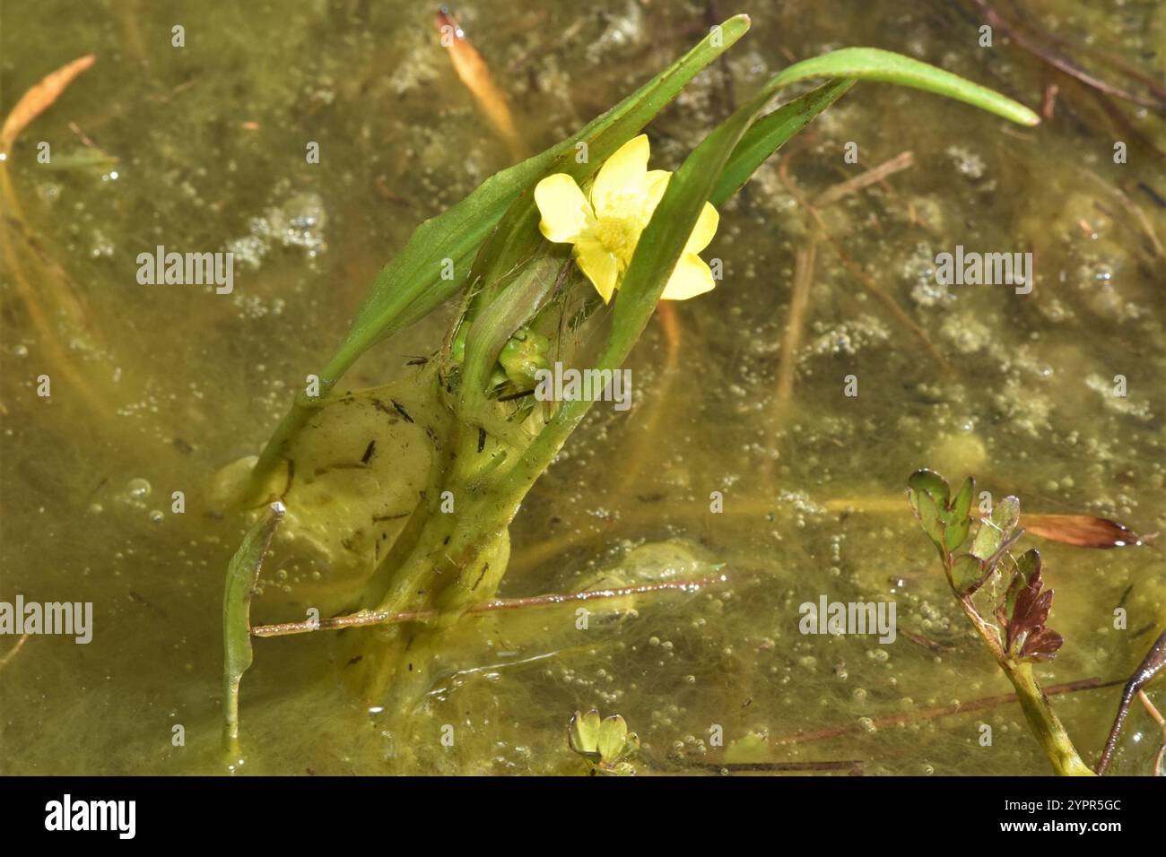 Plantainleaf buttercup hi-res stock photography and images - Alamy