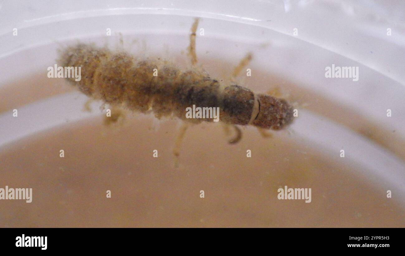 Net-spinning Caddisflies (Hydropsychidae Stock Photo - Alamy