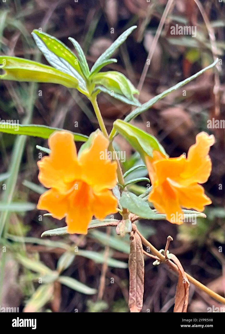 orange bush monkeyflower (Diplacus aurantiacus Stock Photo - Alamy