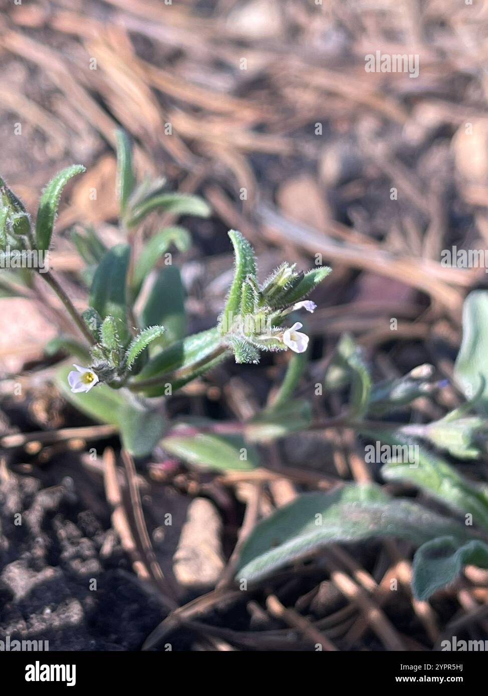 slender phlox (Microsteris gracilis Stock Photo - Alamy