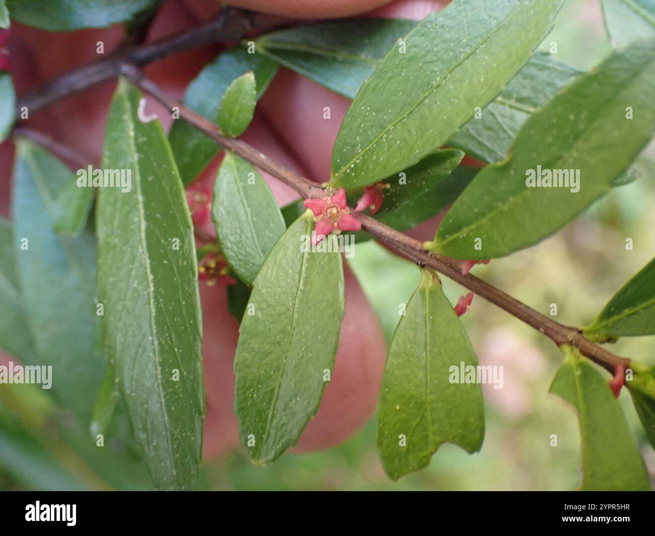 Oregon Boxwood (Paxistima myrsinites Stock Photo - Alamy