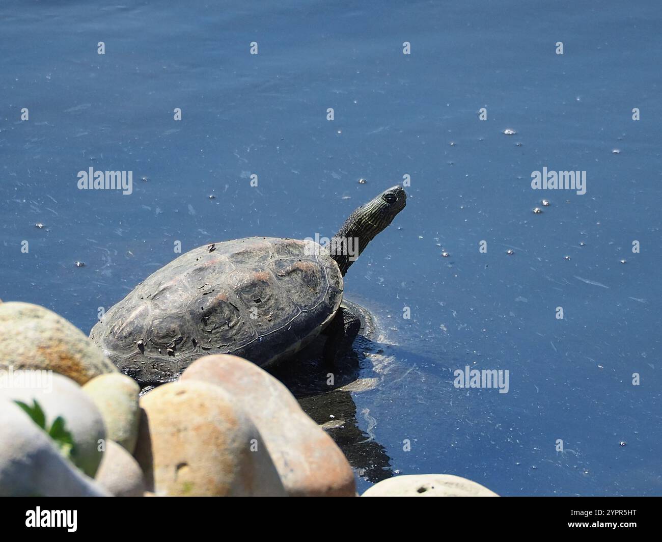 Common thread turtle (Mauremys sinensis Stock Photo - Alamy