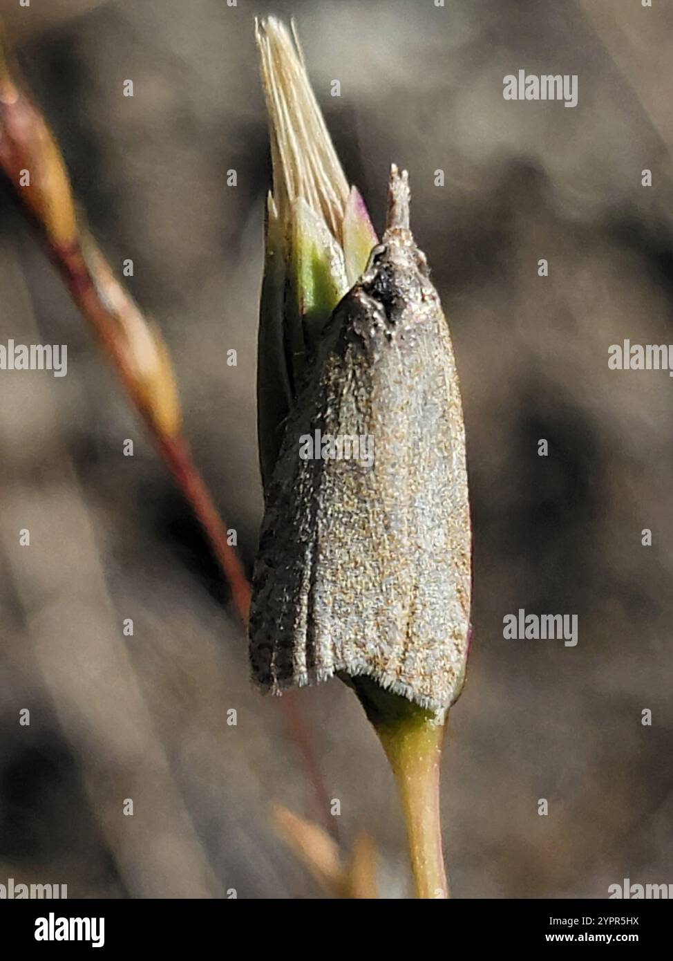 Tortricine Leafroller Moths (Tortricinae Stock Photo - Alamy