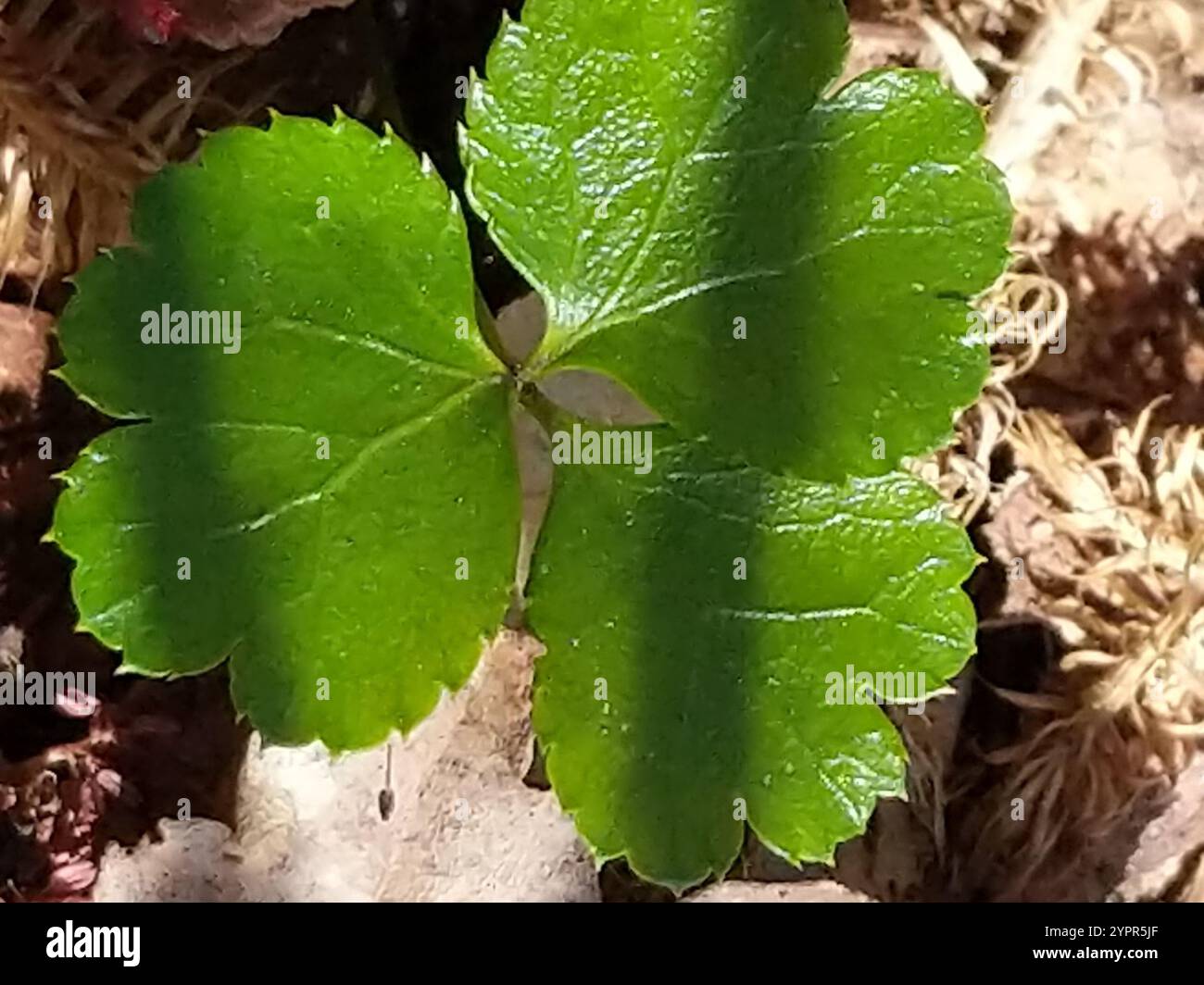 threeleaf goldthread (Coptis trifolia Stock Photo - Alamy