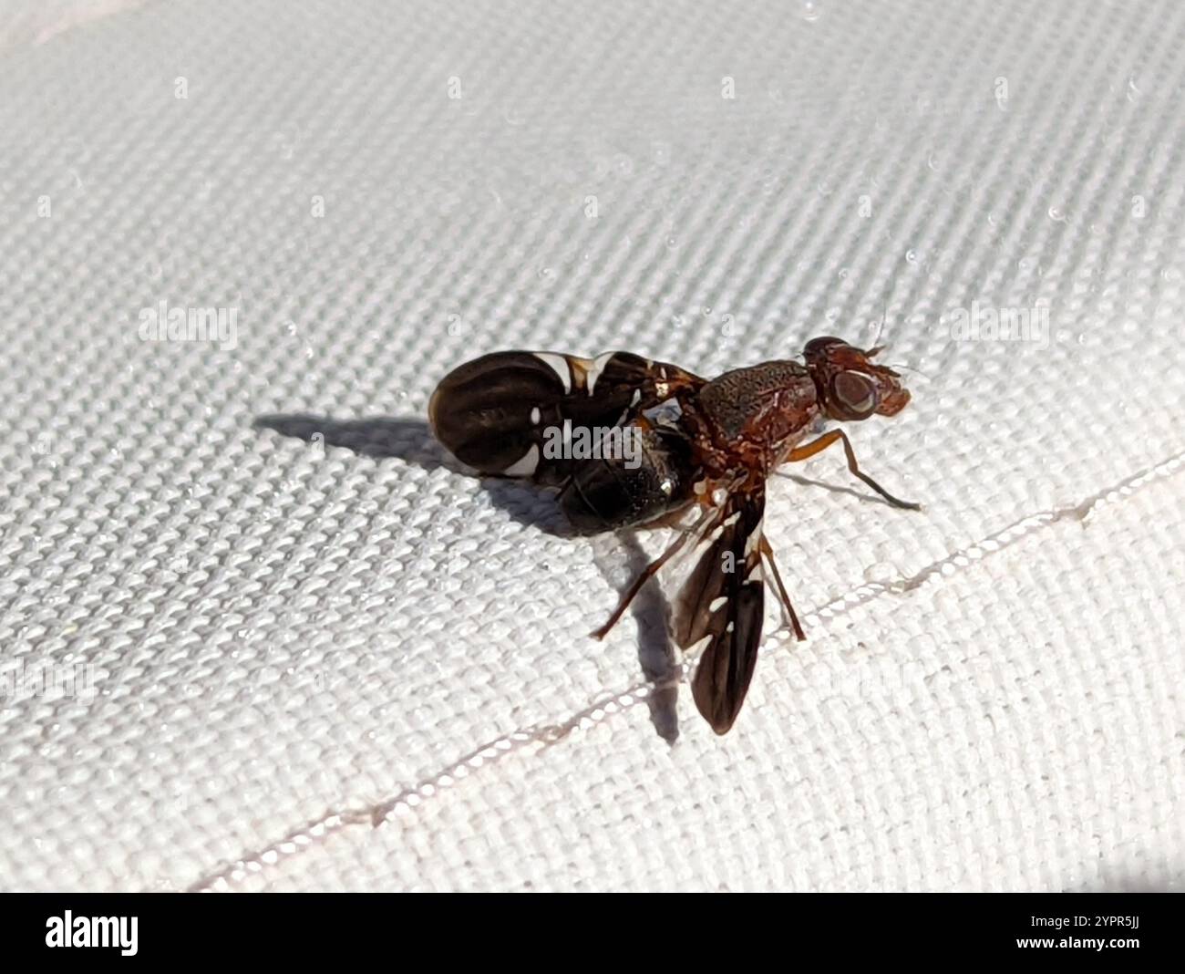 Common Picture-winged Fly (Delphinia picta Stock Photo - Alamy