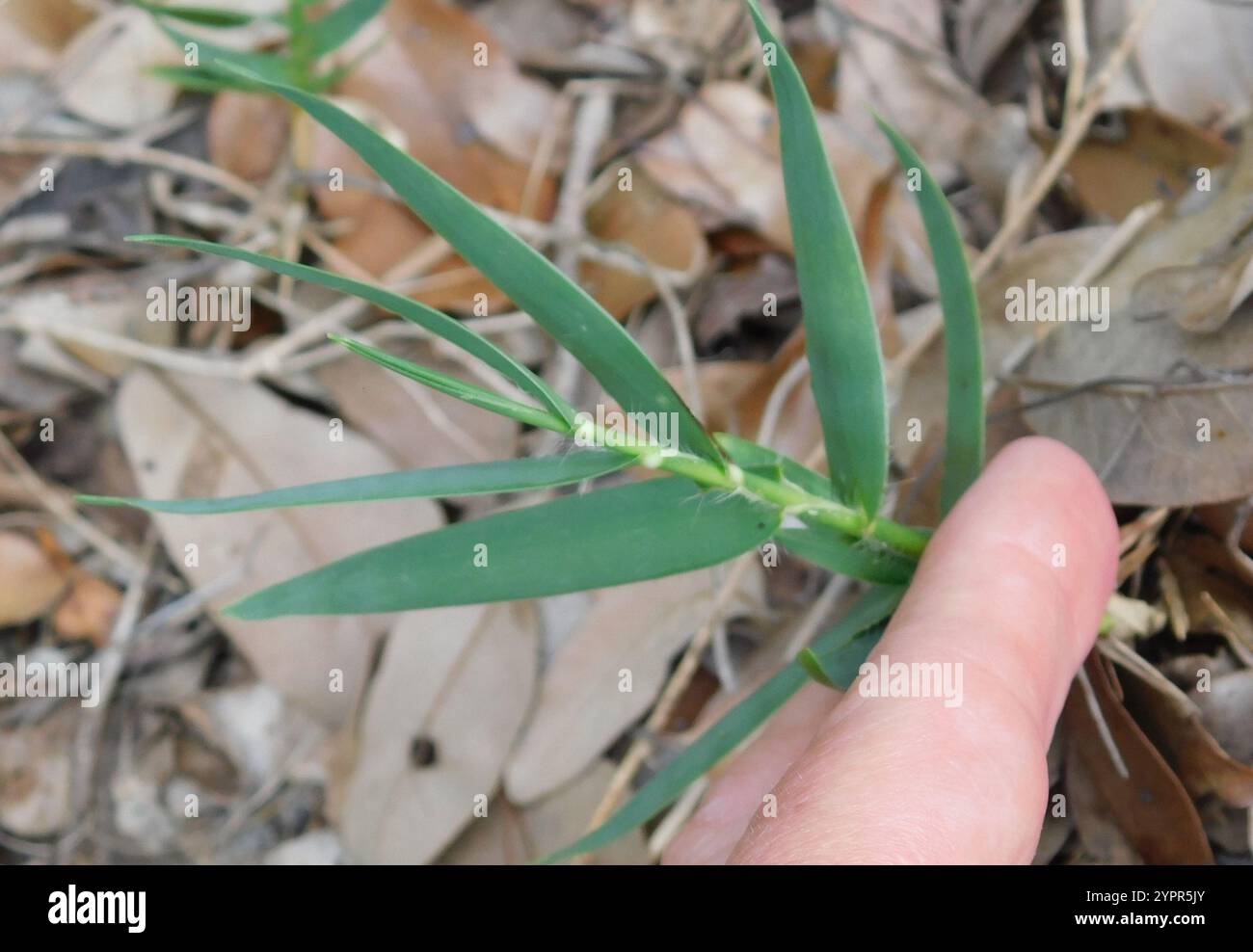 grasses, sedges, cattails, and allies (Poales Stock Photo - Alamy