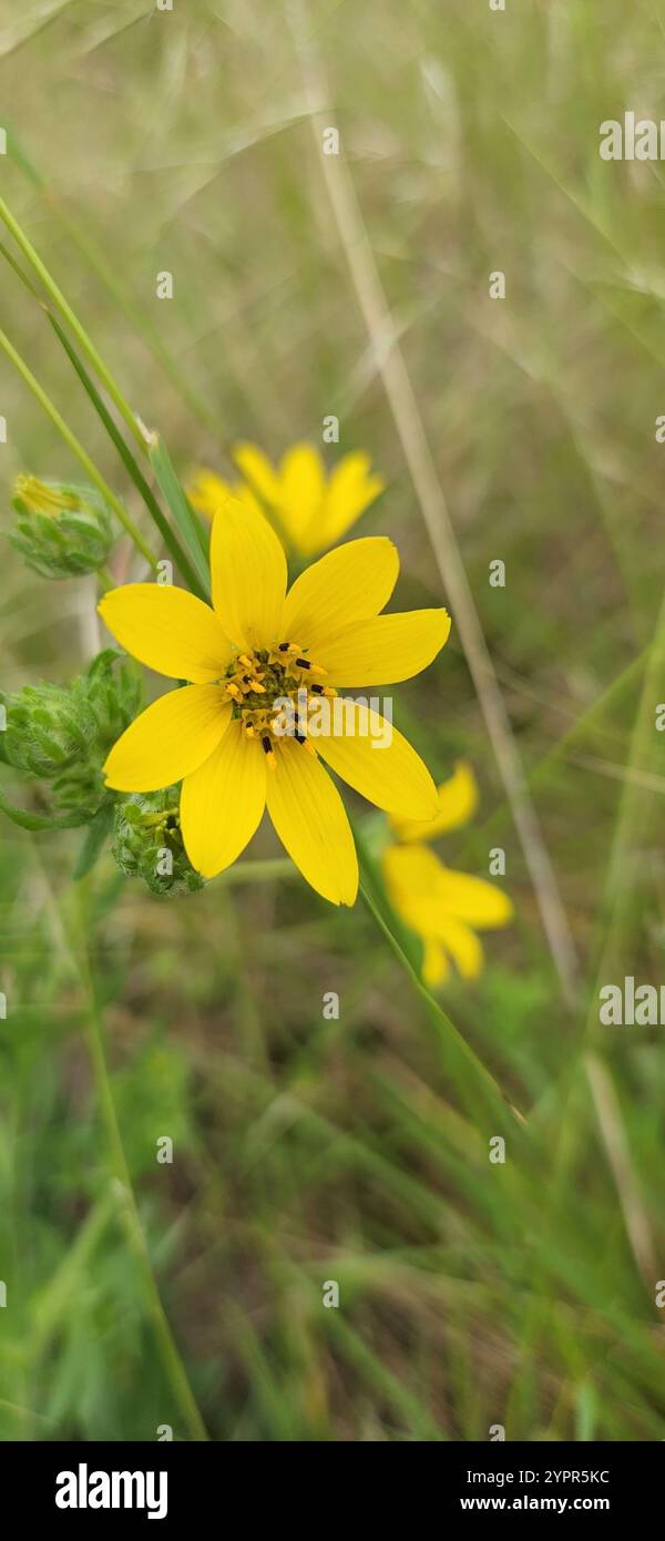 Engelmann daisy (Engelmannia peristenia Stock Photo - Alamy
