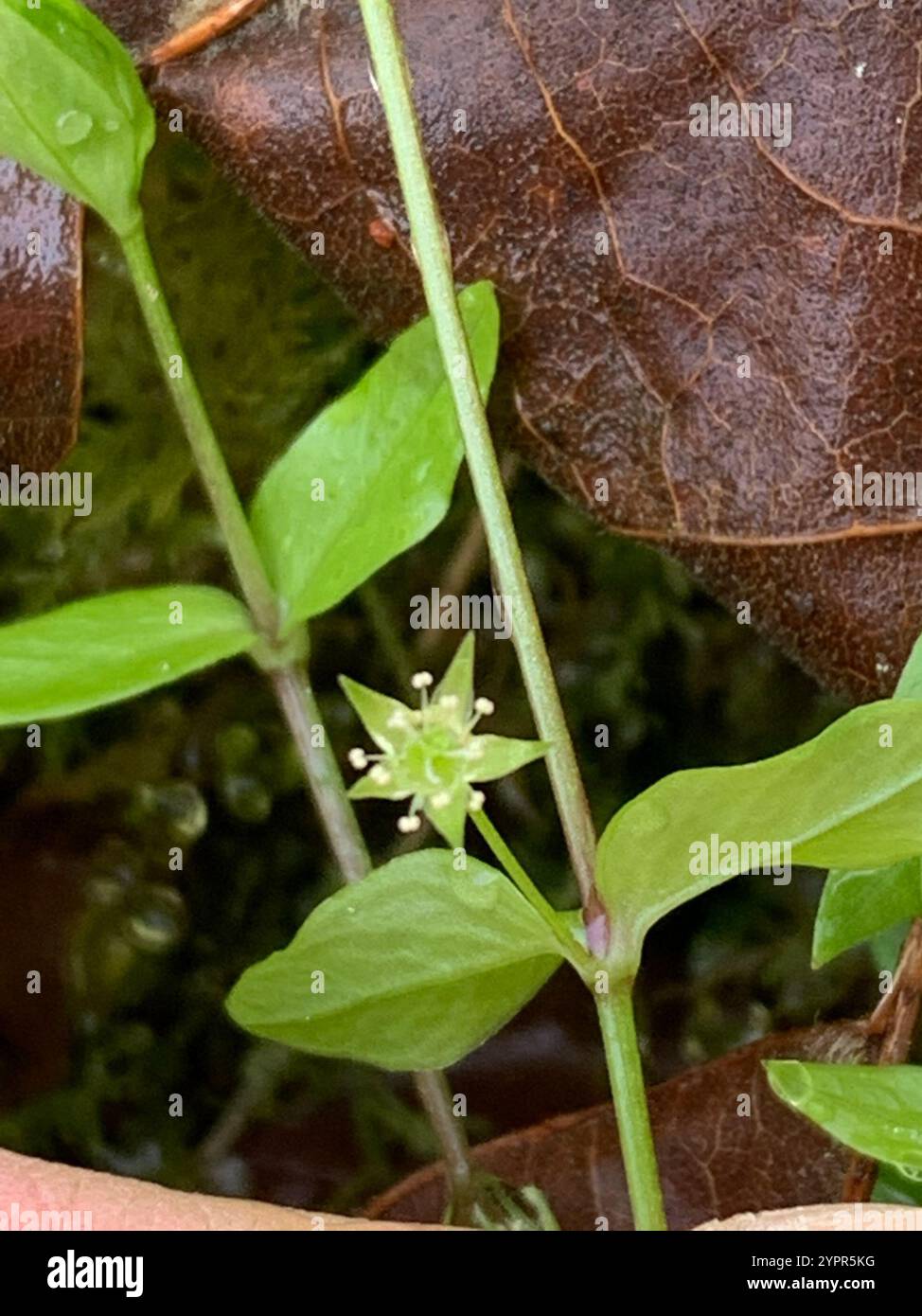 Crisp Starwort (Stellaria crispa Stock Photo - Alamy