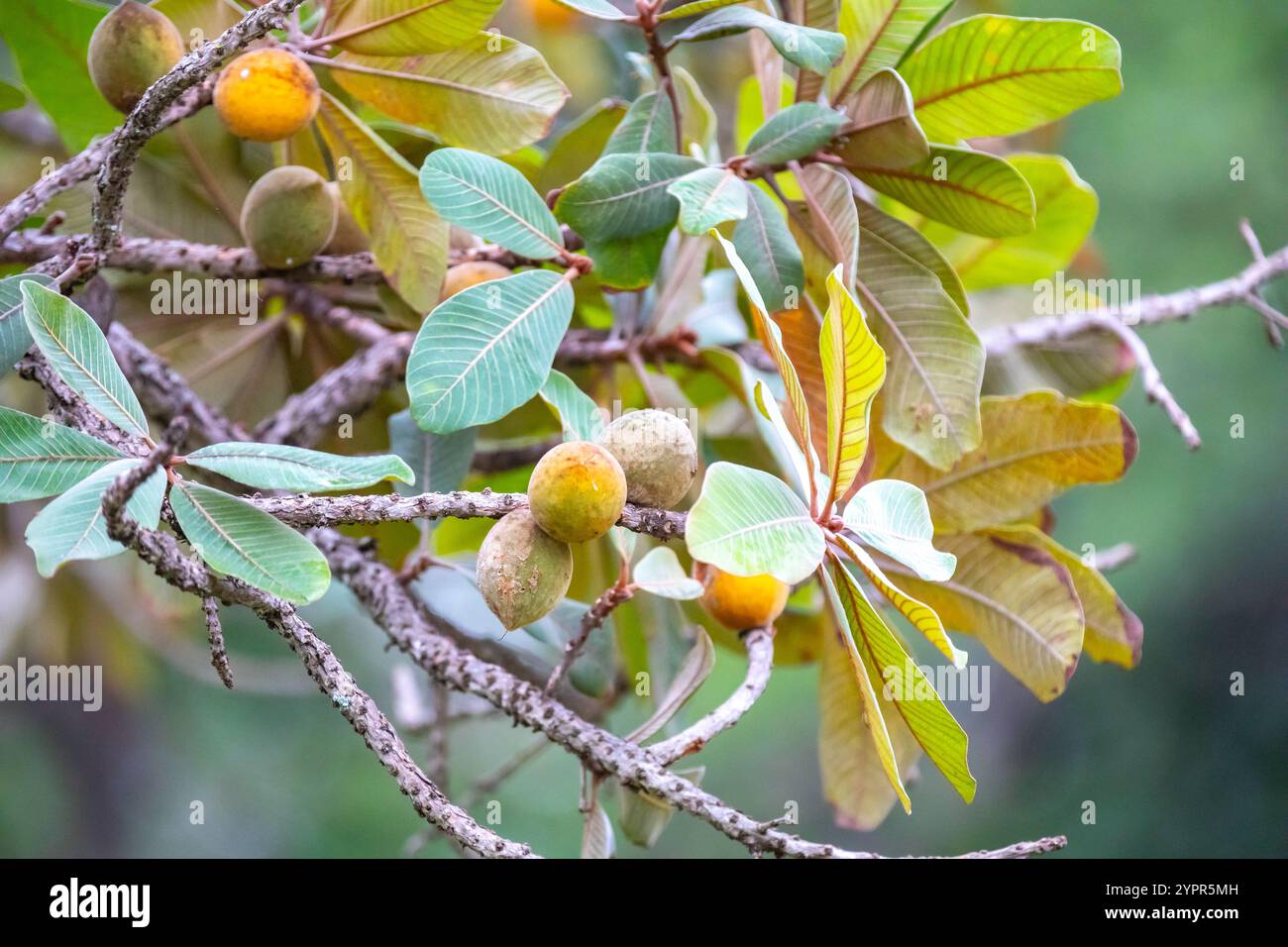 Curriola (Pouteria ramiflora) wild fruit from the Brazilian cerrado ...
