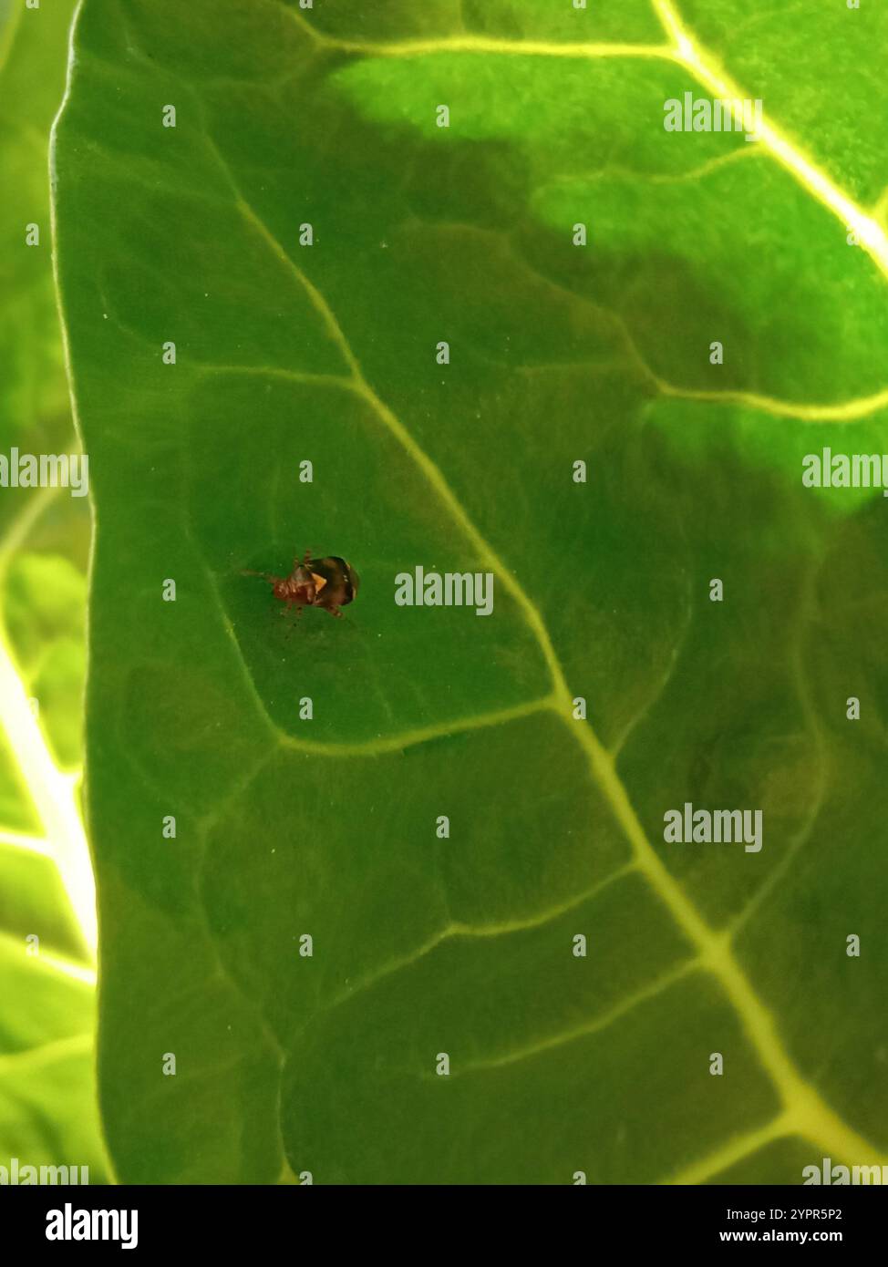 Three Spotted Nettle Bug (Liocoris tripustulatus Stock Photo - Alamy