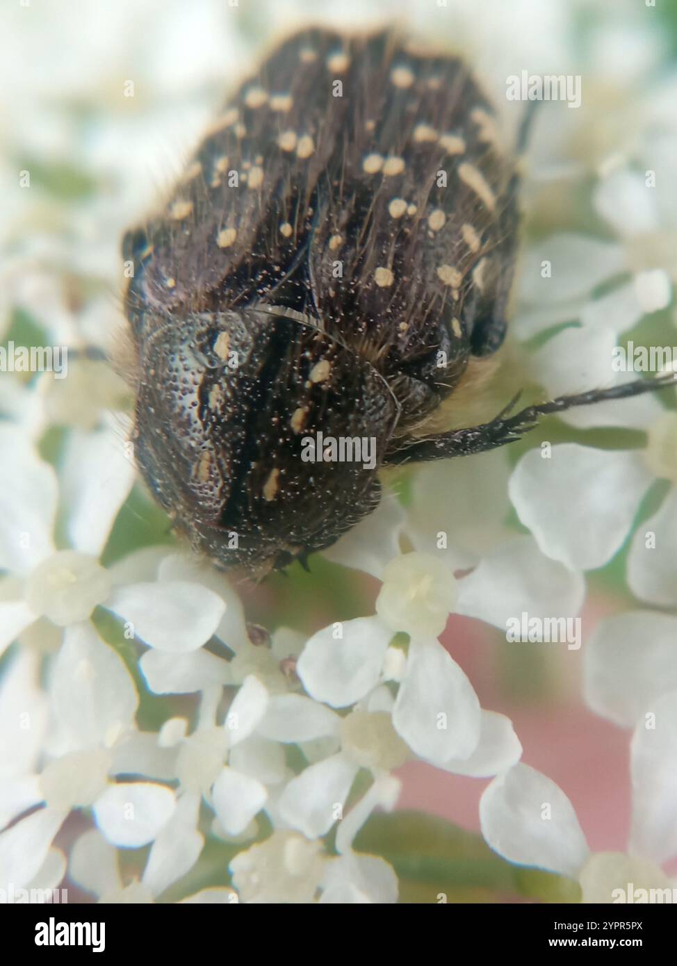 Mediterranean Spotted Chafer (Oxythyrea funesta Stock Photo - Alamy