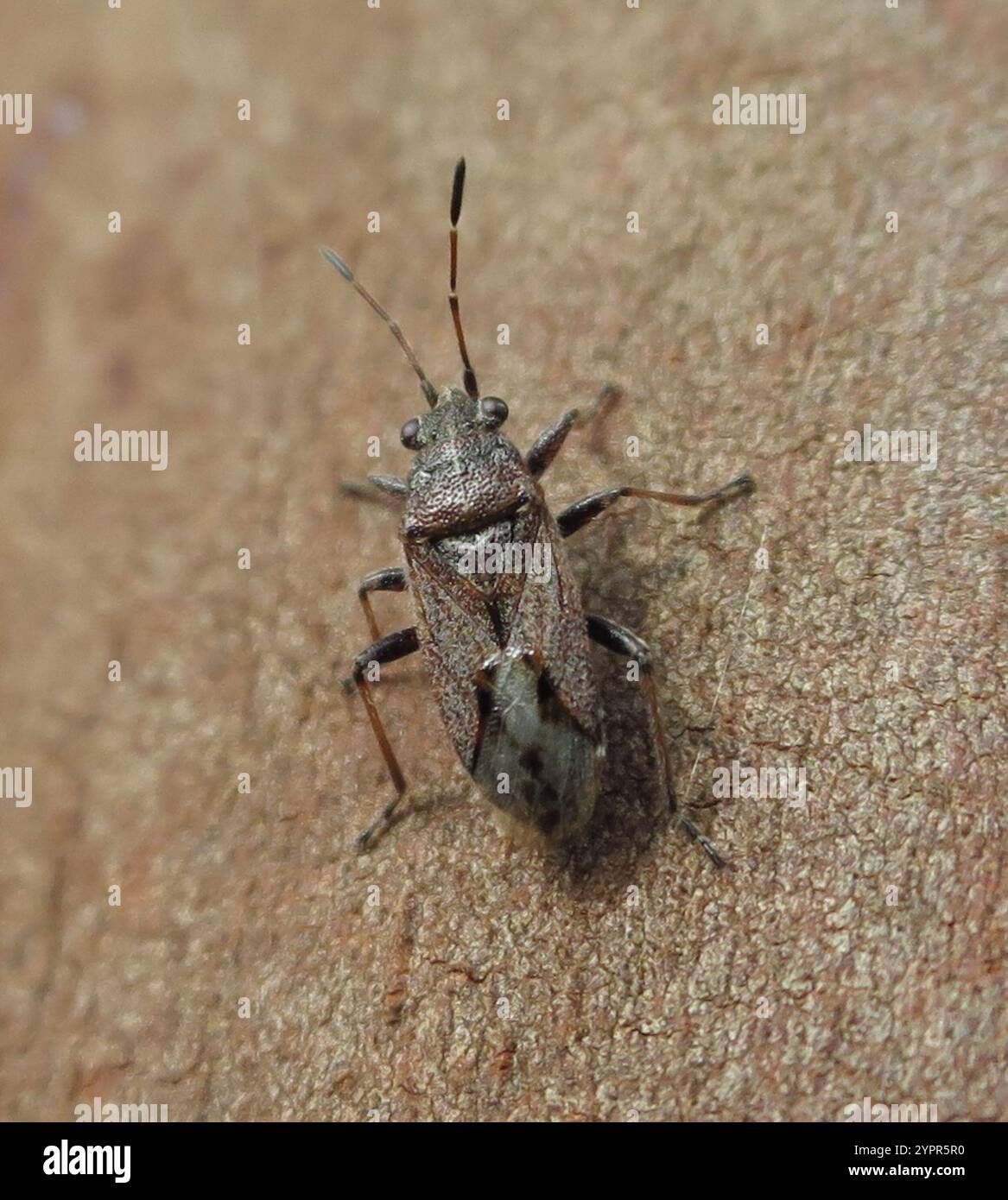 False chinch bugs (Nysius Stock Photo - Alamy