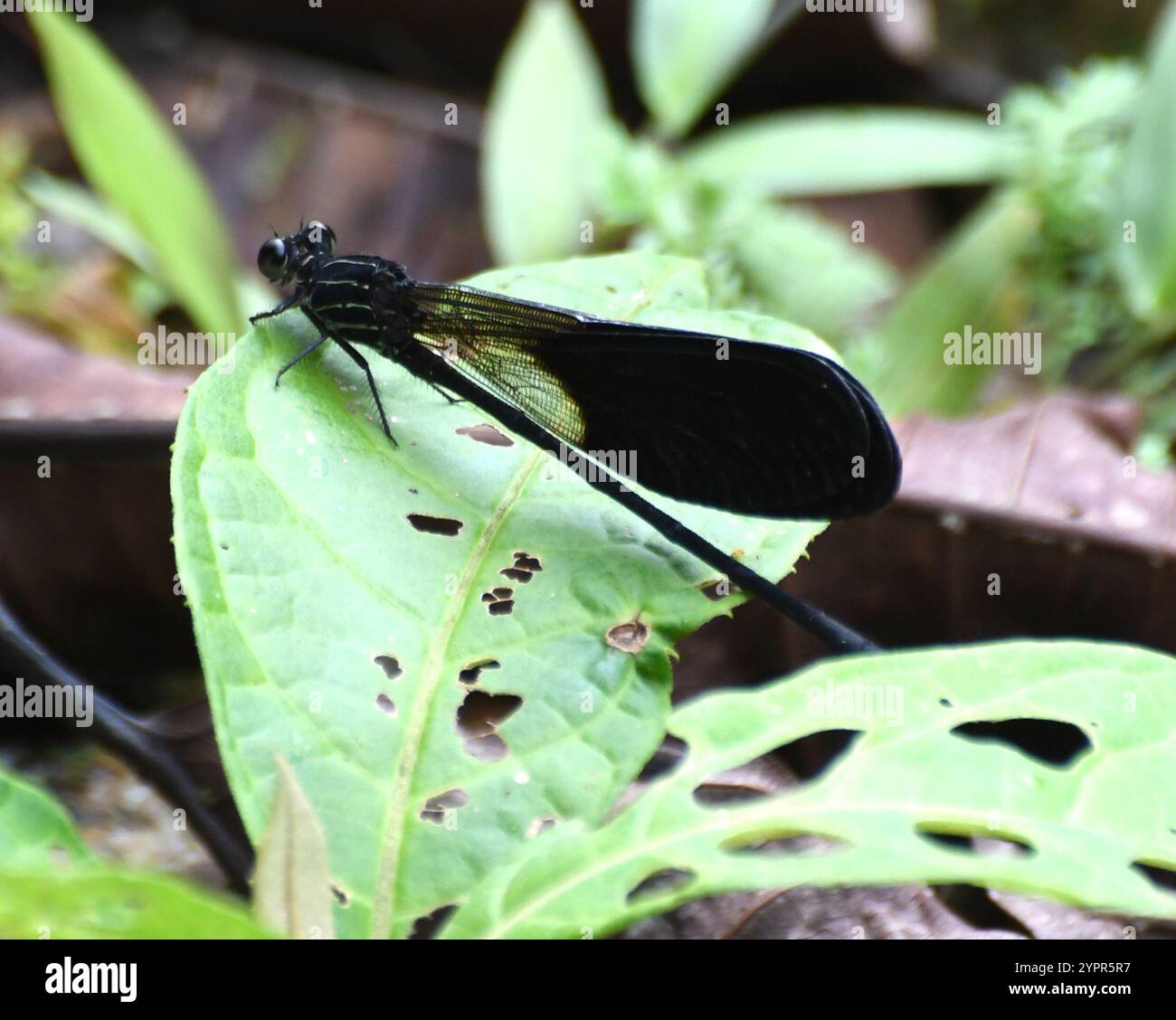 Polythoridae hi-res stock photography and images - Alamy