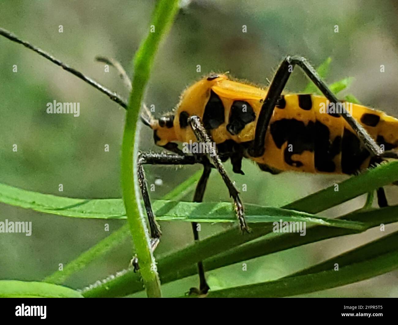 Giant Milkweed Bug (Sephina gundlachii Stock Photo - Alamy