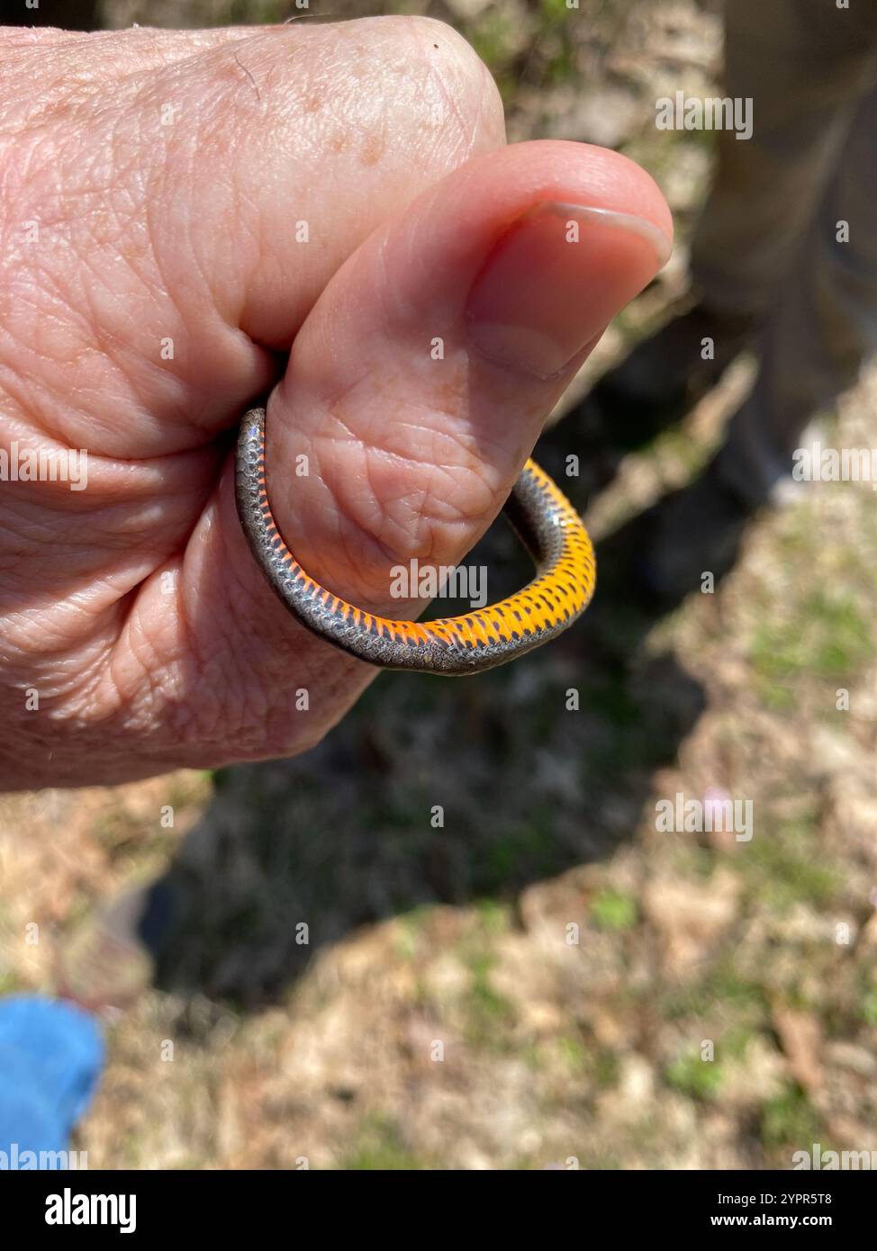 Prairie Ringneck Snake (Diadophis punctatus arnyi Stock Photo - Alamy