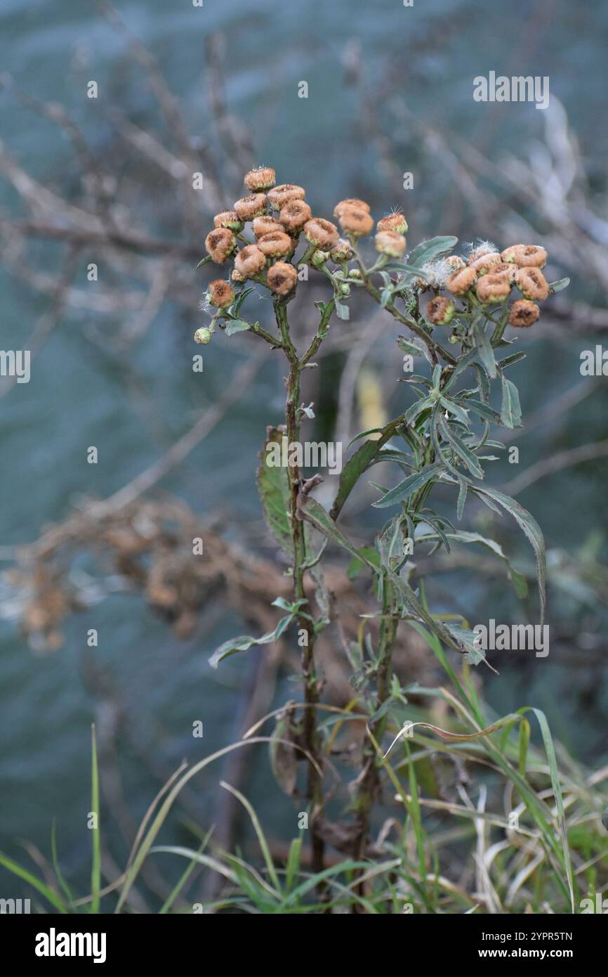 Wingstem Camphorweed (Pluchea sagittalis Stock Photo - Alamy