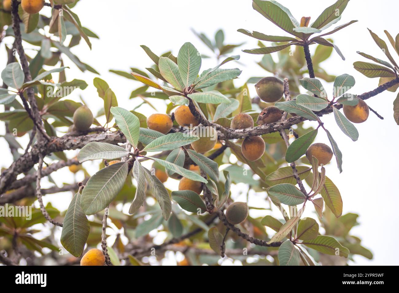 Curriola (Pouteria ramiflora) wild fruit from the Brazilian cerrado ...