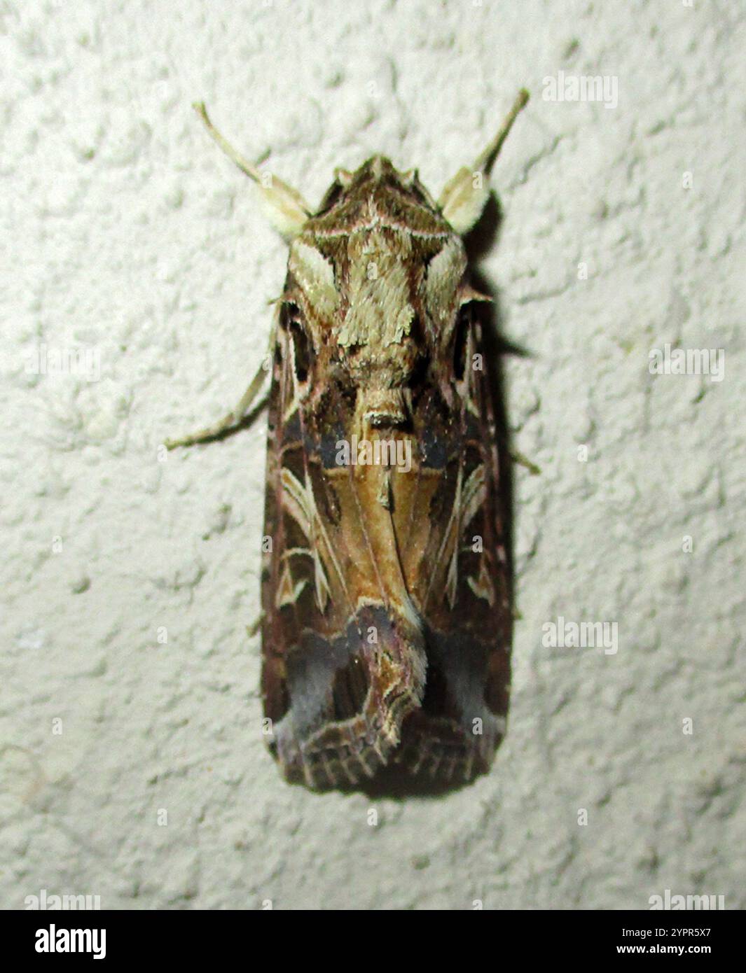 Mediterranean Brocade (Spodoptera littoralis Stock Photo - Alamy