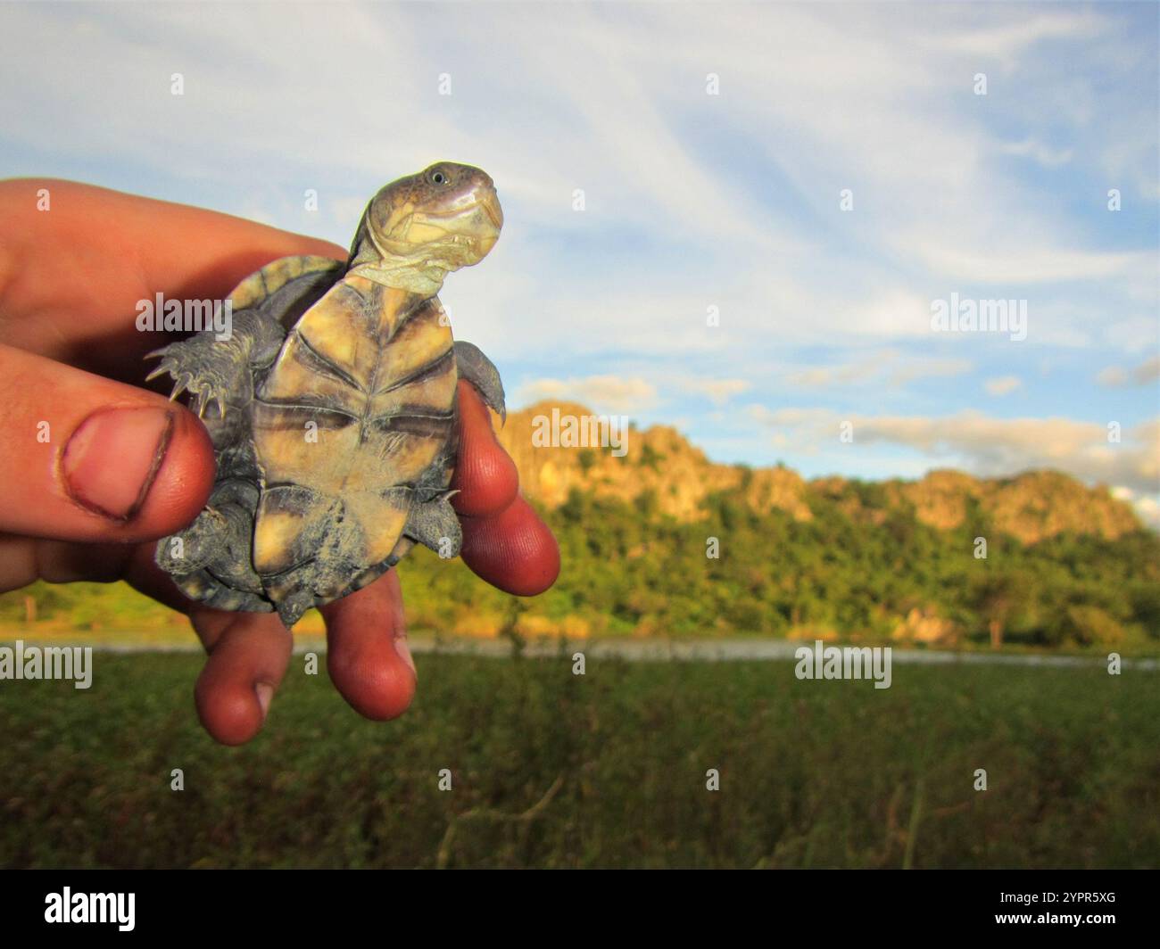 Helmeted Turtle (Pelomedusa subrufa Stock Photo - Alamy