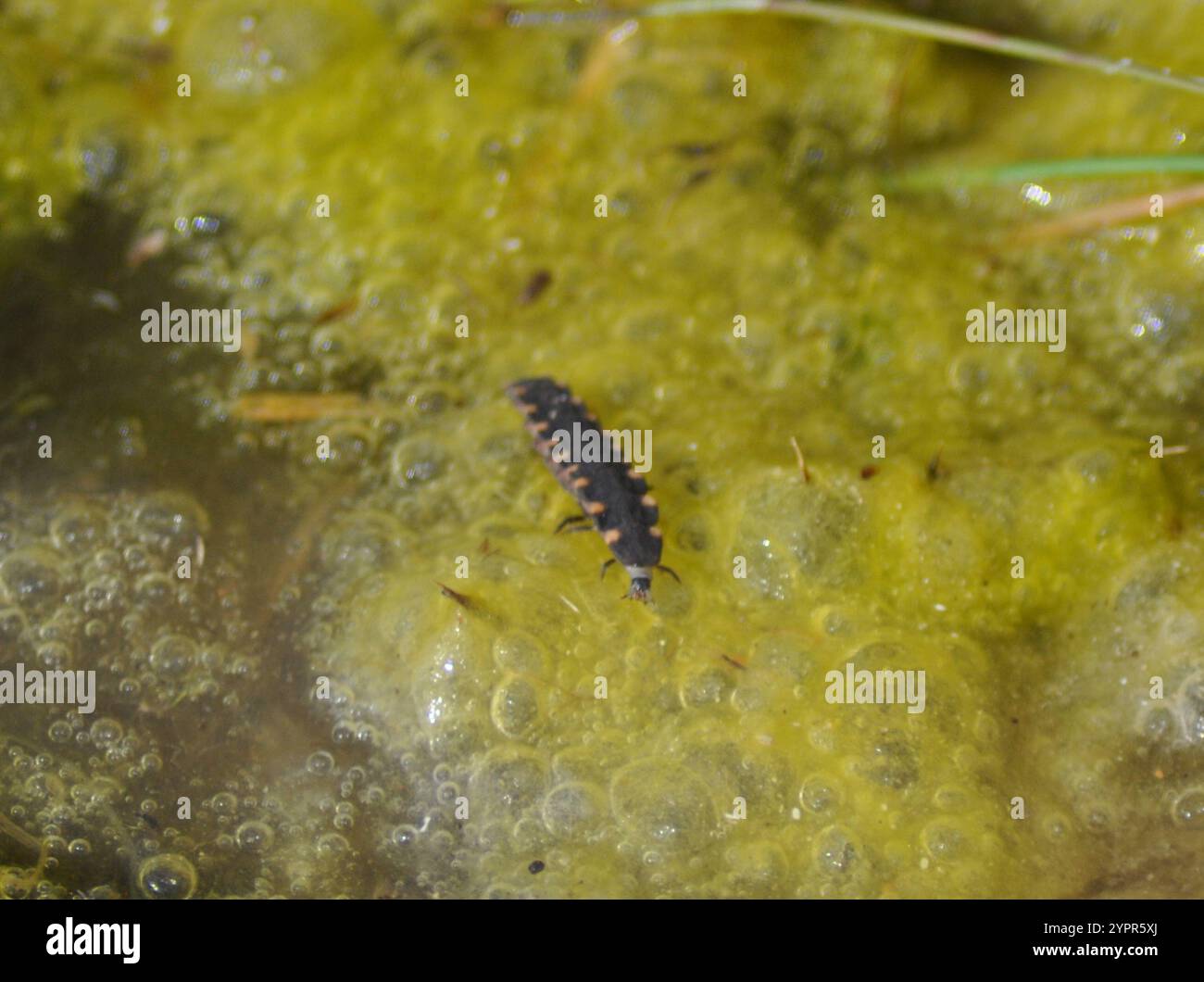 European Glow-worm (Lampyris noctiluca Stock Photo - Alamy