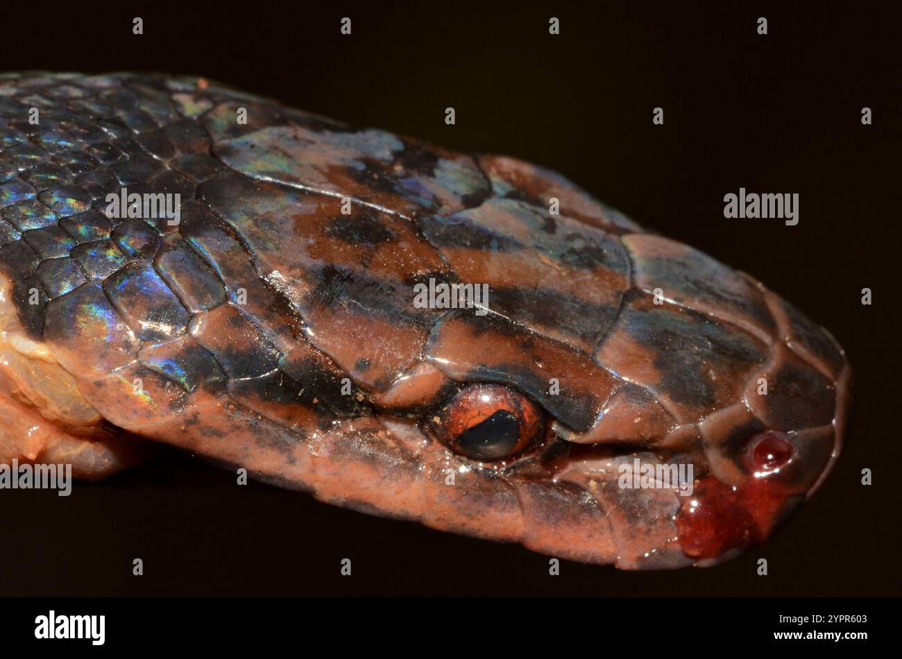 Brown wolf snake hi-res stock photography and images - Alamy