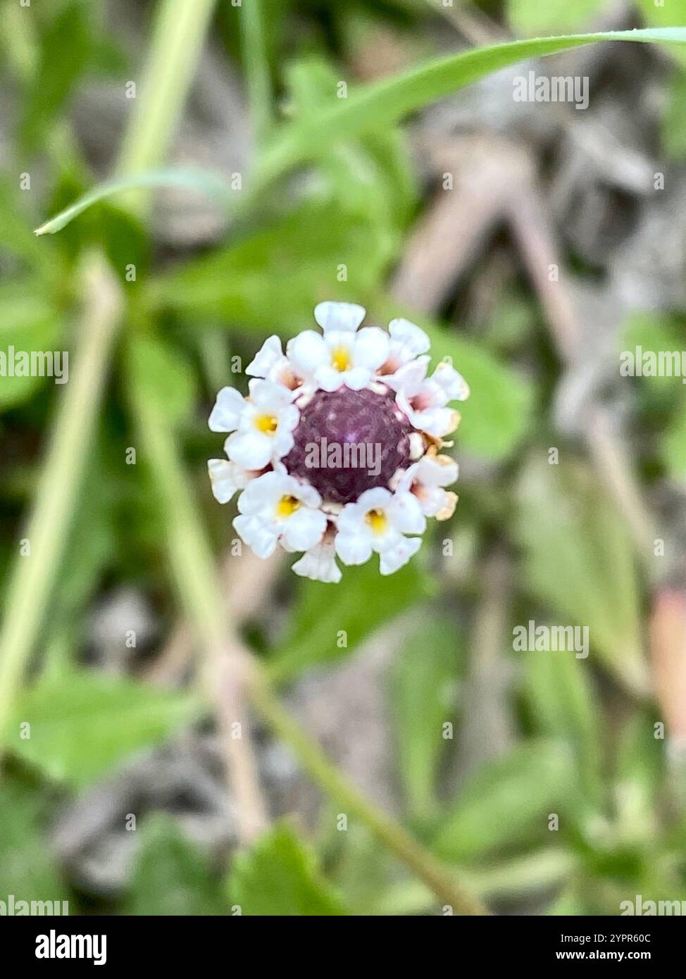 turkey tangle frogfruit (Phyla nodiflora Stock Photo - Alamy