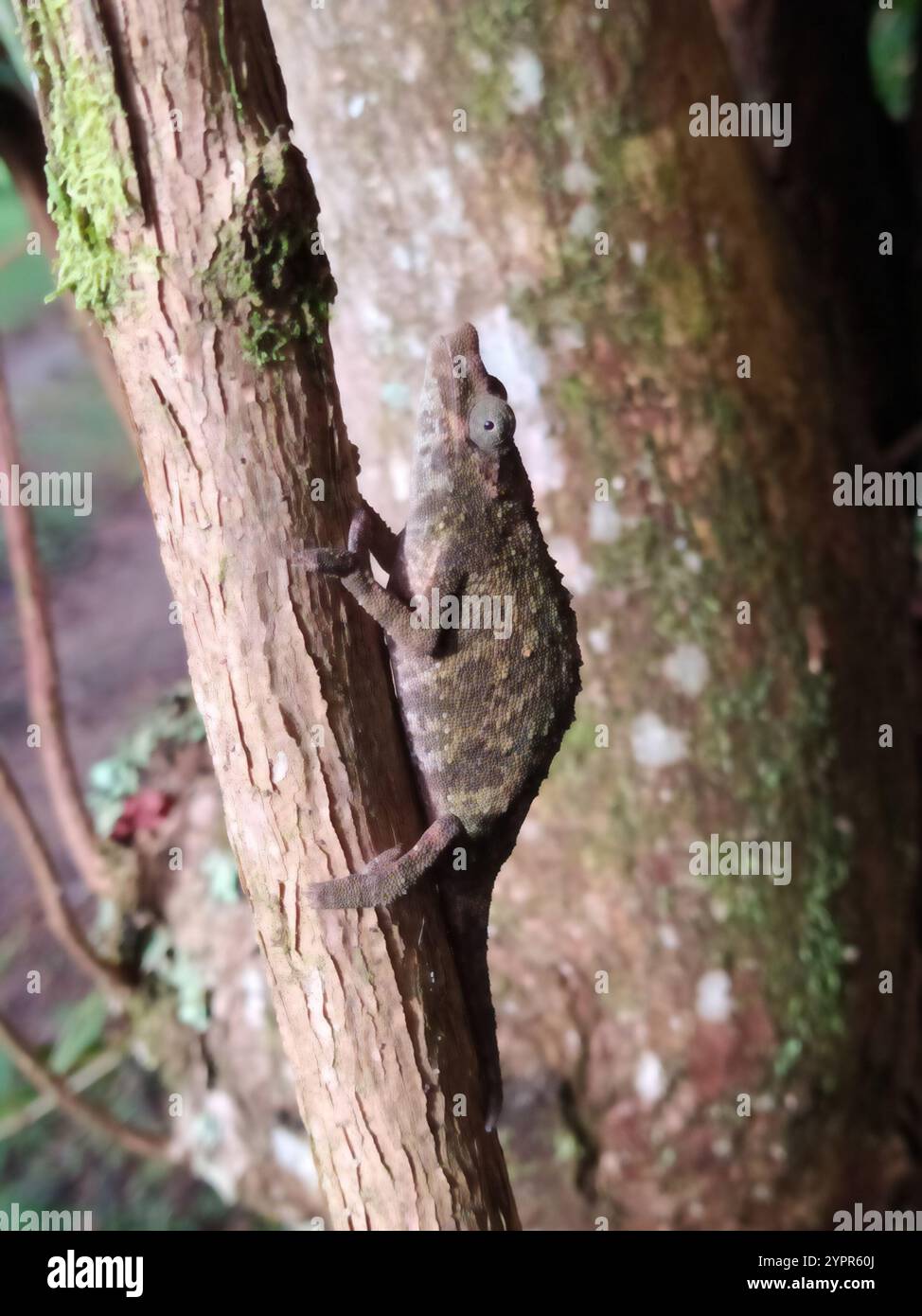 Marshalls pygmy chameleon hi-res stock photography and images - Alamy