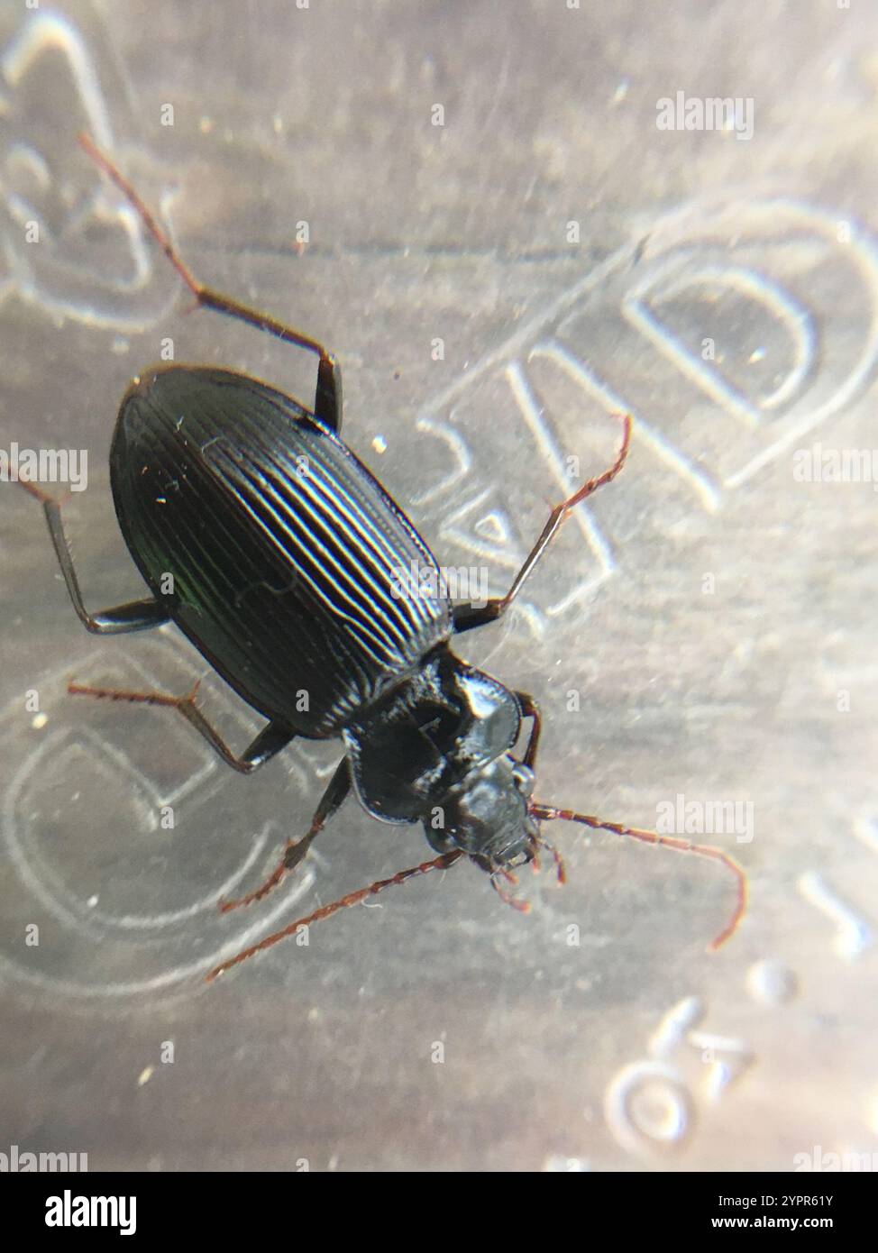 European Gazelle Beetle (Nebria brevicollis Stock Photo - Alamy