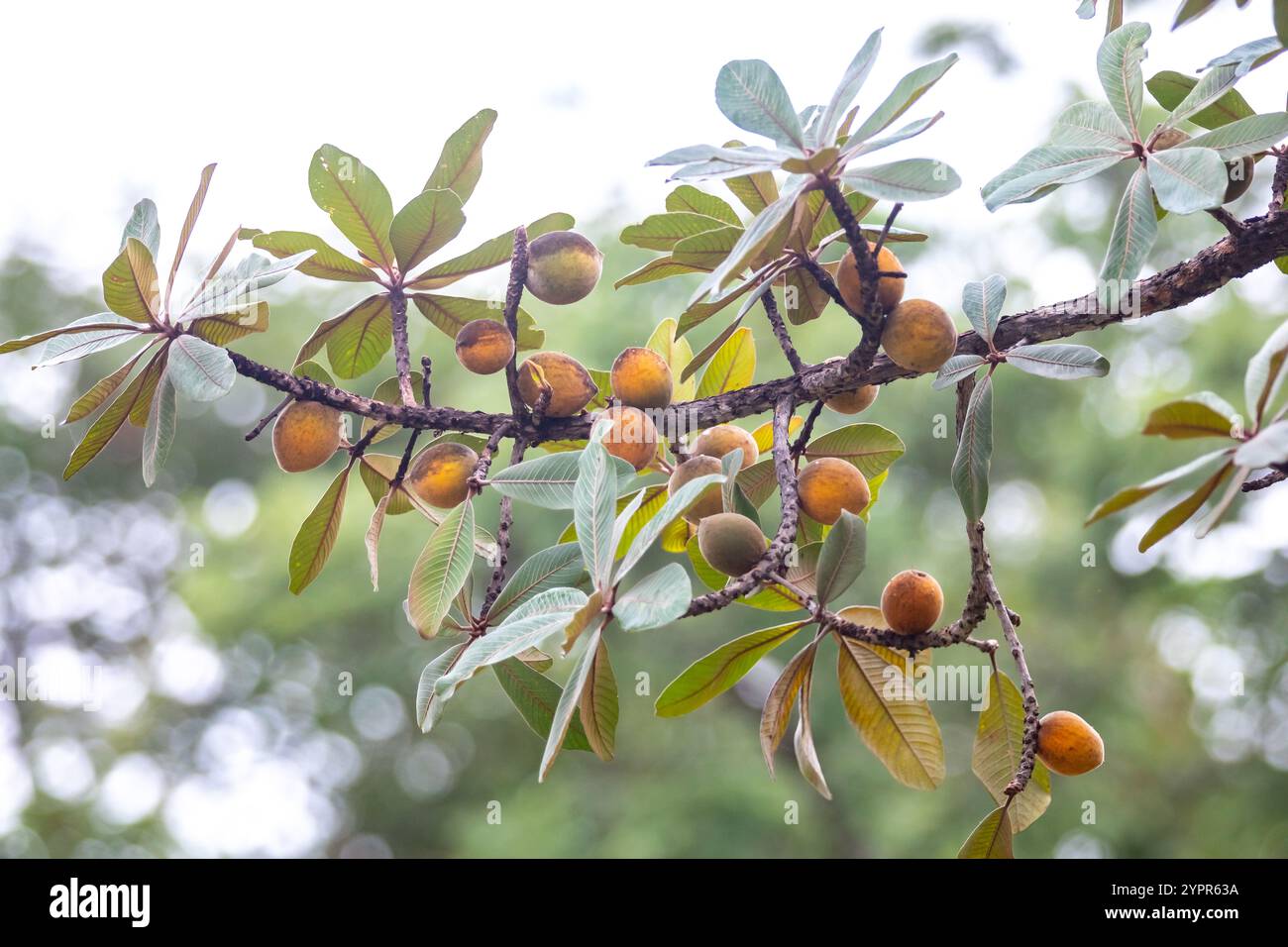 Curriola (Pouteria ramiflora) wild fruit from the Brazilian cerrado ...