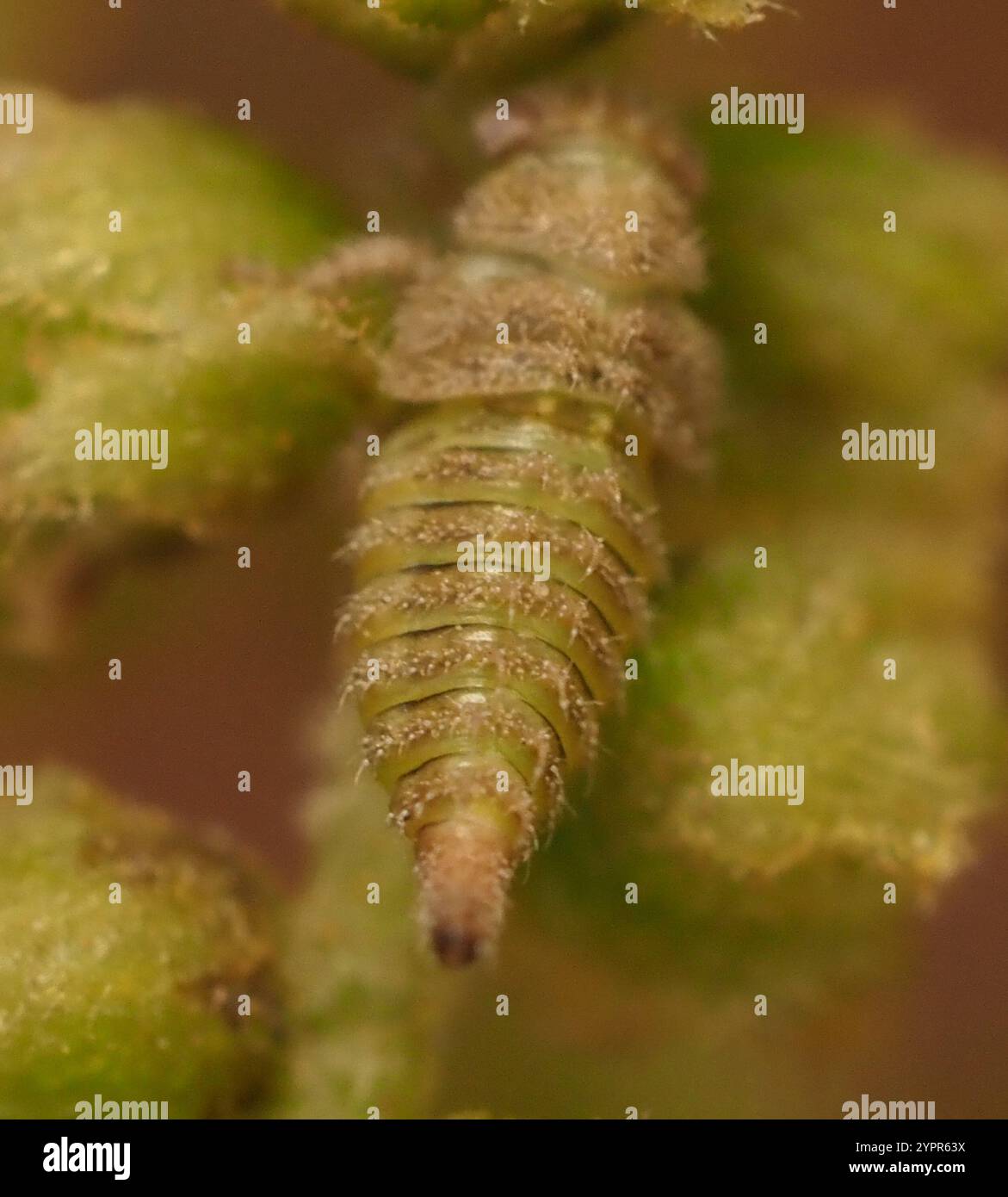 Typical Treehoppers (Membracidae Stock Photo - Alamy