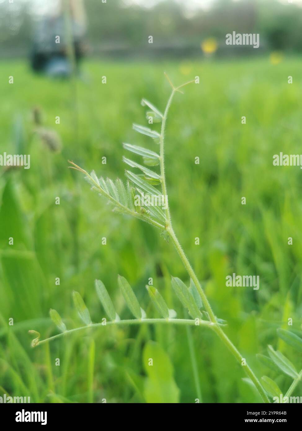 Common Vetch (Vicia sativa Stock Photo - Alamy