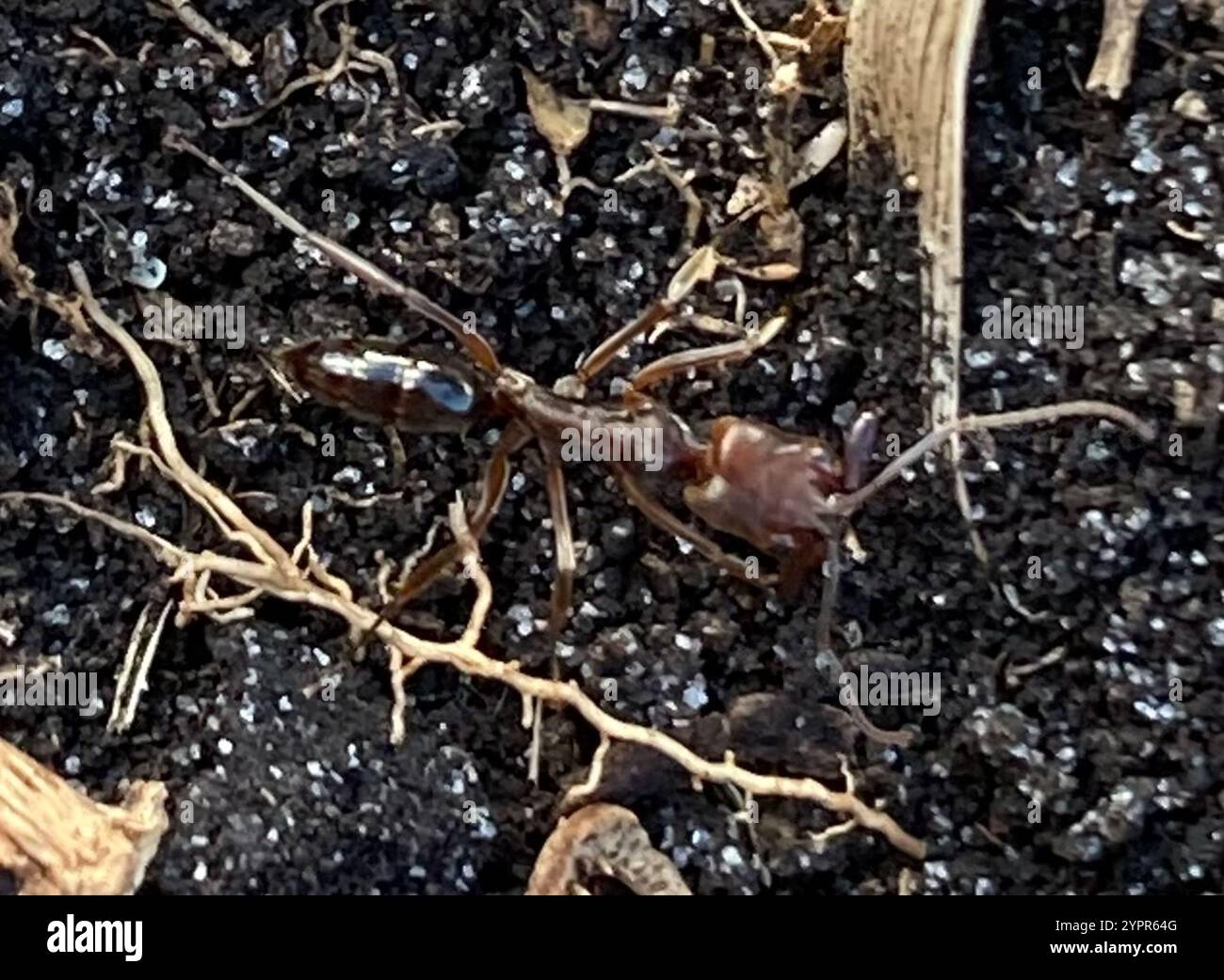 Trap jaw ant odontomachus hi-res stock photography and images - Alamy