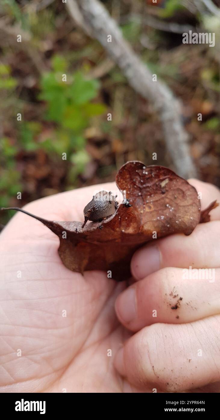 Common Land Snails and Slugs (Stylommatophora Stock Photo - Alamy