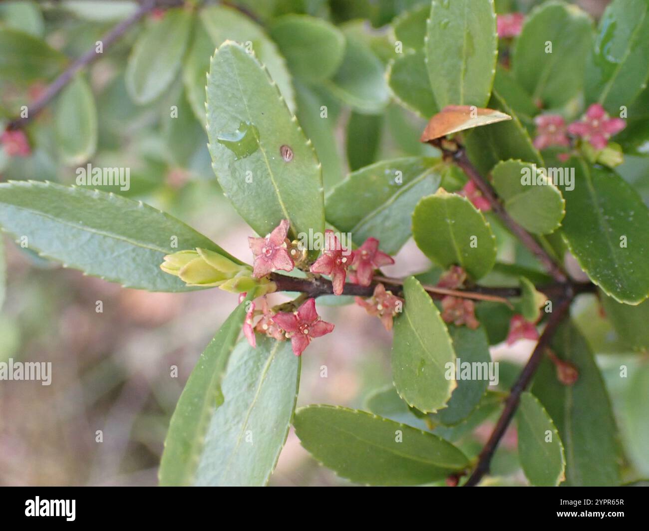 Oregon Boxwood (Paxistima myrsinites Stock Photo - Alamy