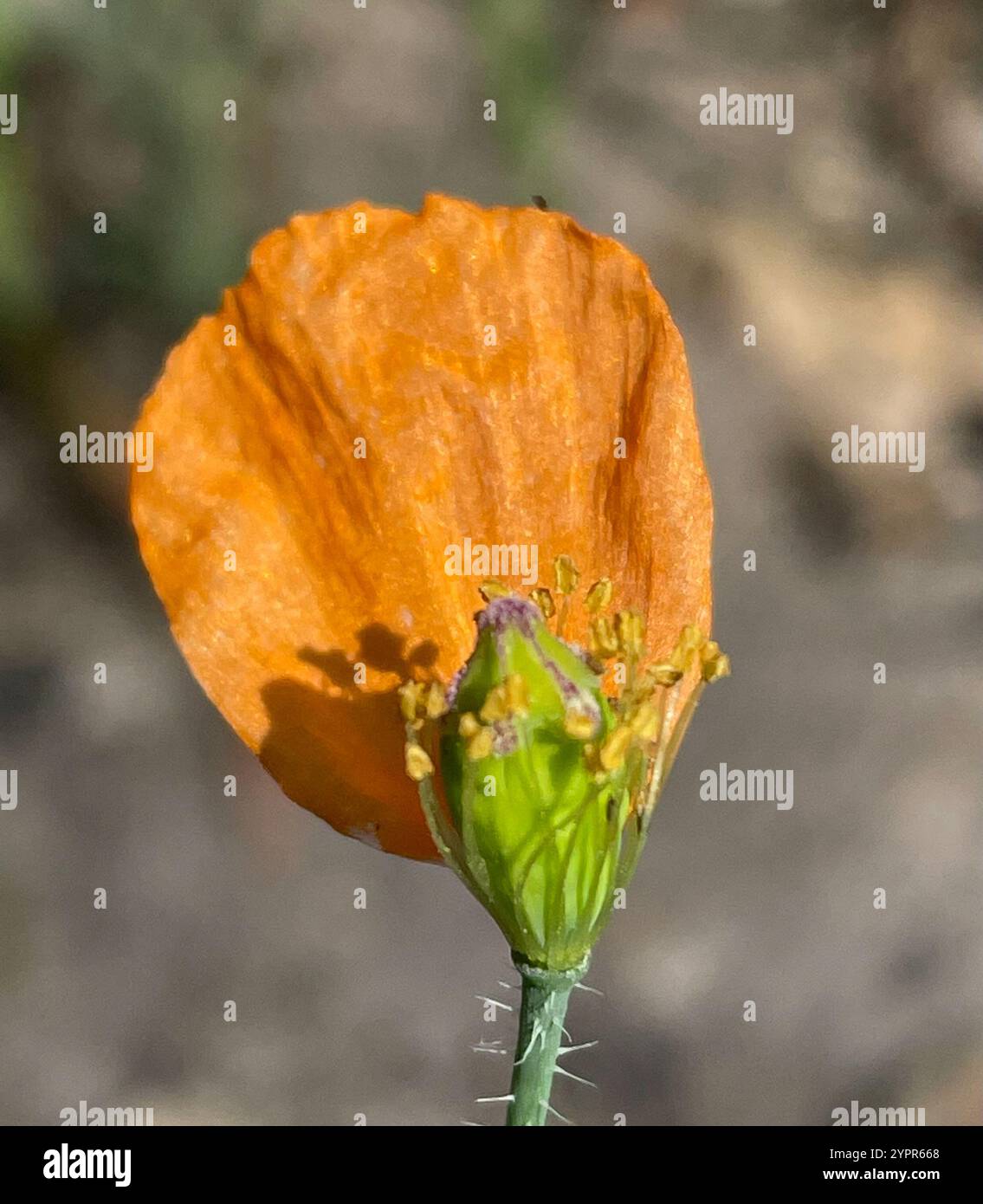 fire poppy (Papaver californicum Stock Photo - Alamy