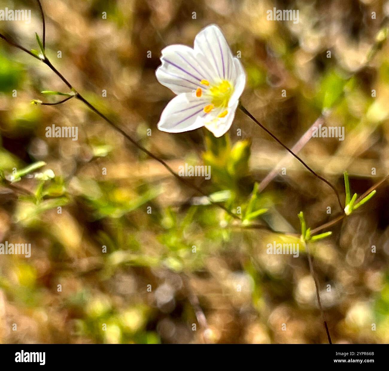 Flax-flowered Linanthus (Leptosiphon liniflorus Stock Photo - Alamy