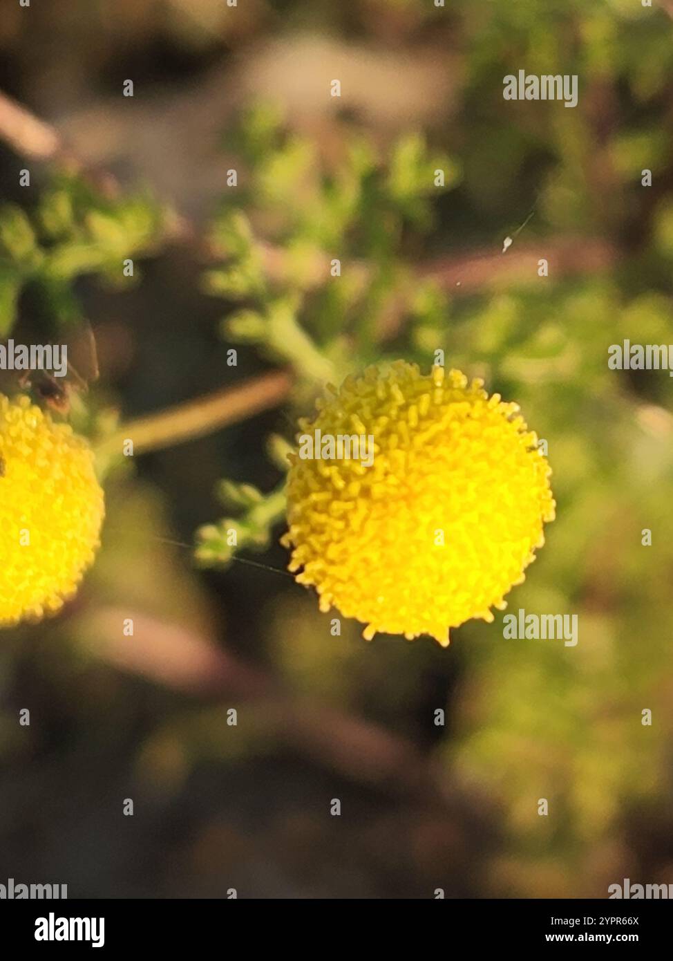 stinknet (Oncosiphon pilulifer Stock Photo - Alamy