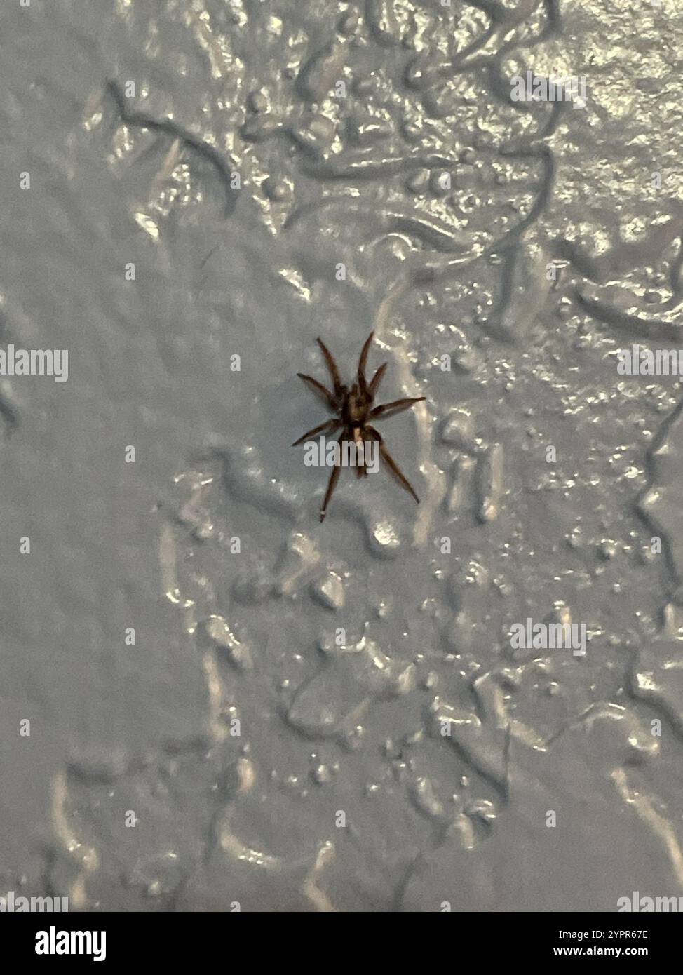 Eastern Parson Spider (Herpyllus ecclesiasticus Stock Photo - Alamy