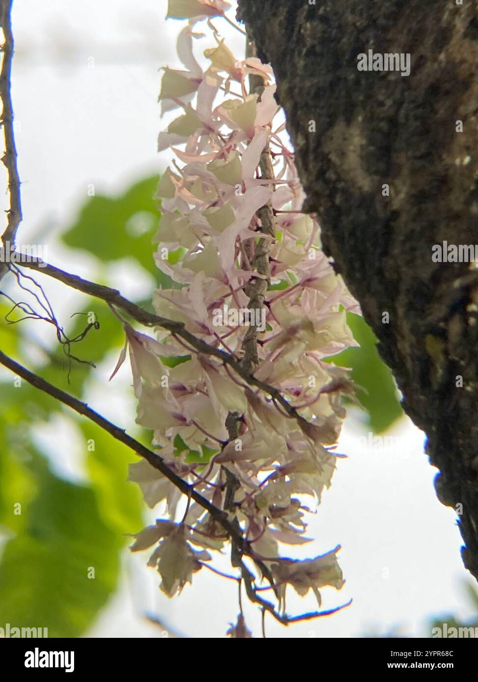Hooded Orchid (Dendrobium aphyllum Stock Photo - Alamy