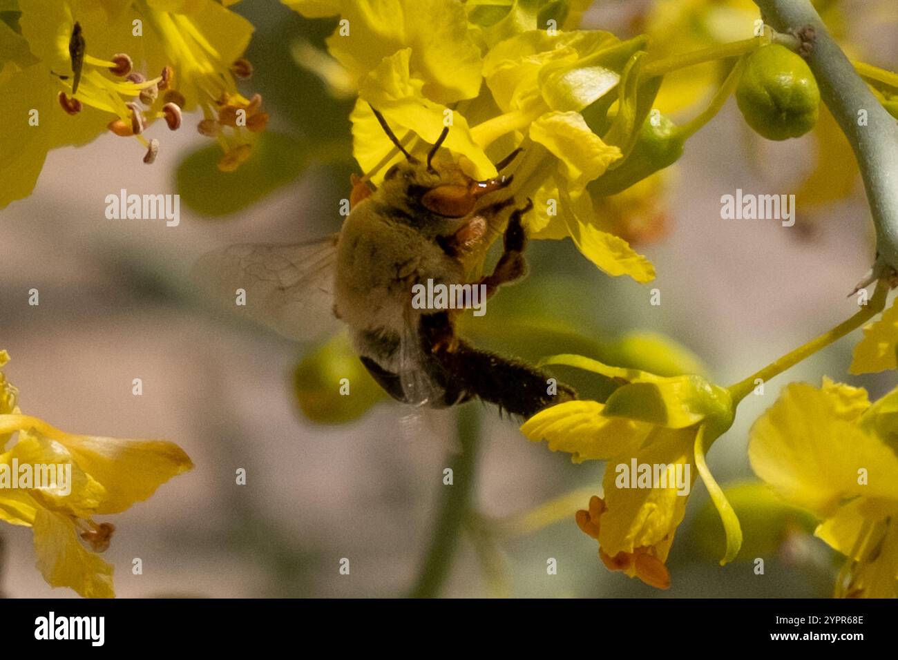 Red-legged Oil-Digger (Centris rhodopus Stock Photo - Alamy