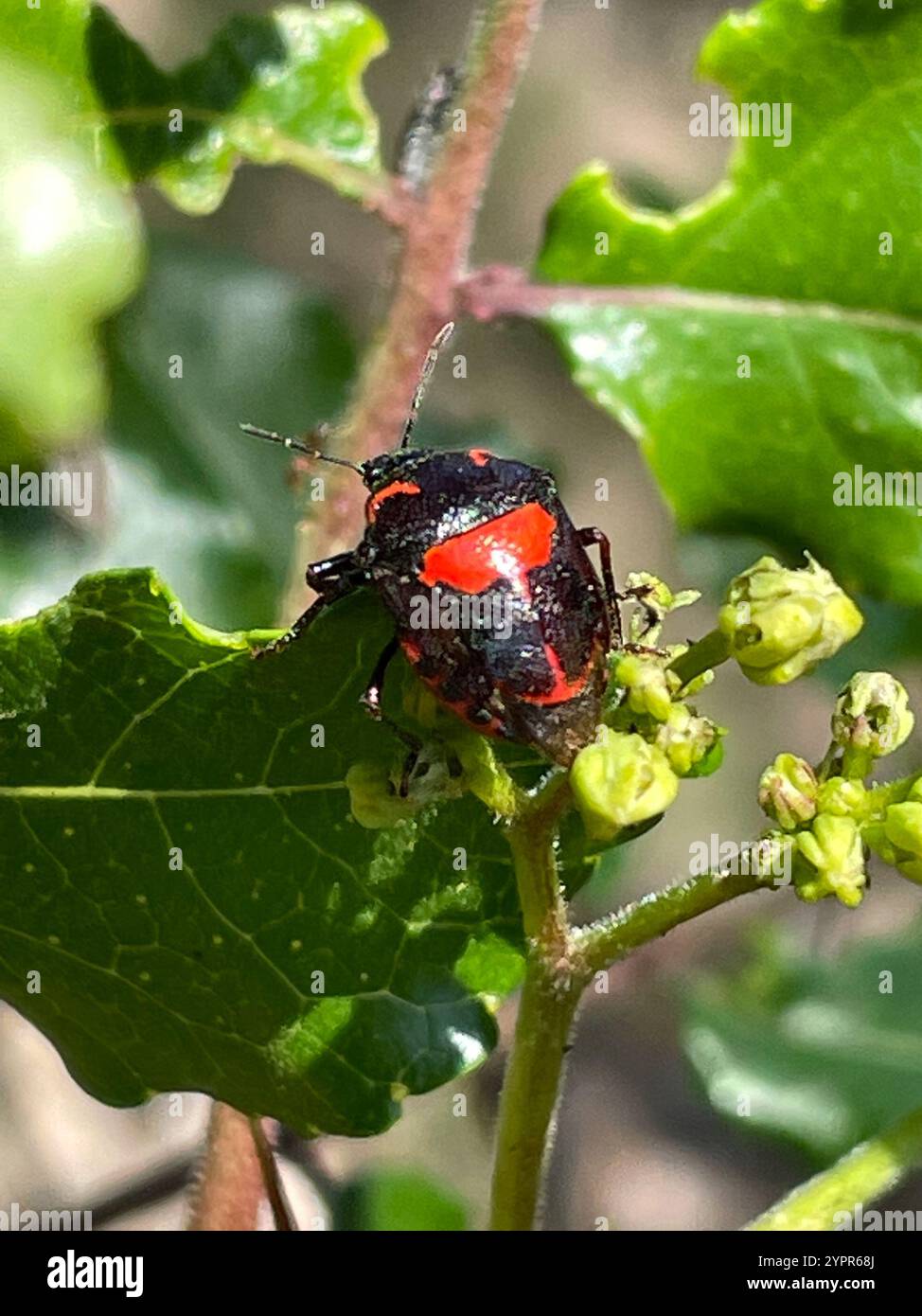Anchor stink bug hi-res stock photography and images - Alamy